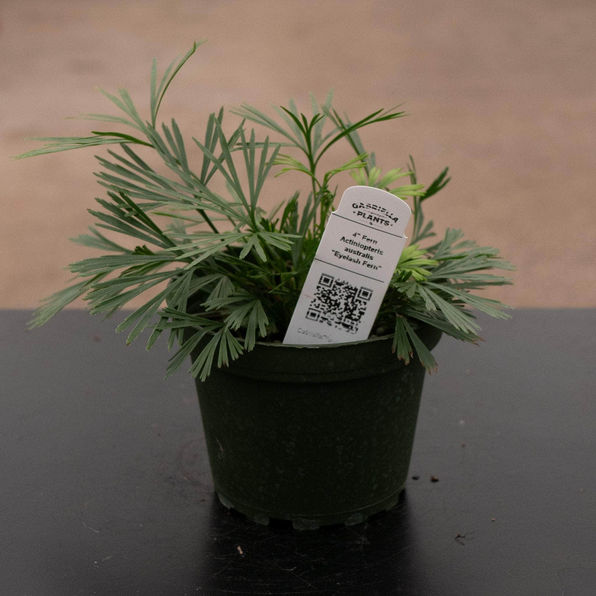 Fern Actiniopteris australis "Eyelash Fern" - Gabriella Plants