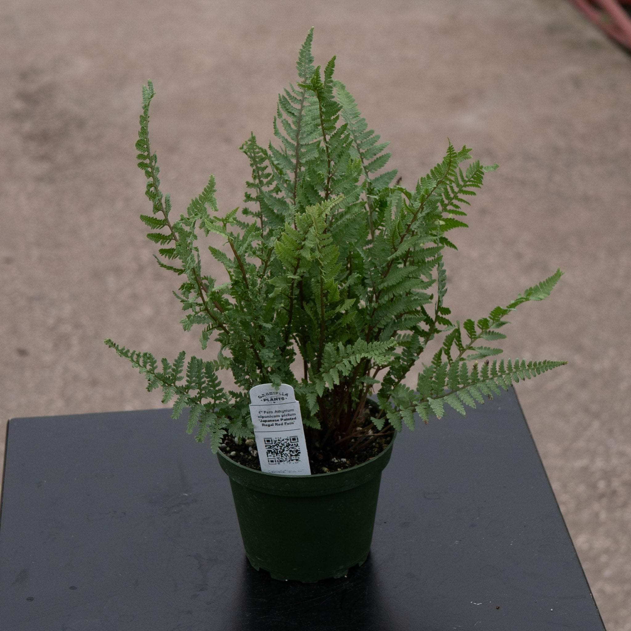 Fern Athyrium niponicum pictum 'Japanese Painted Regal Red Fern ...