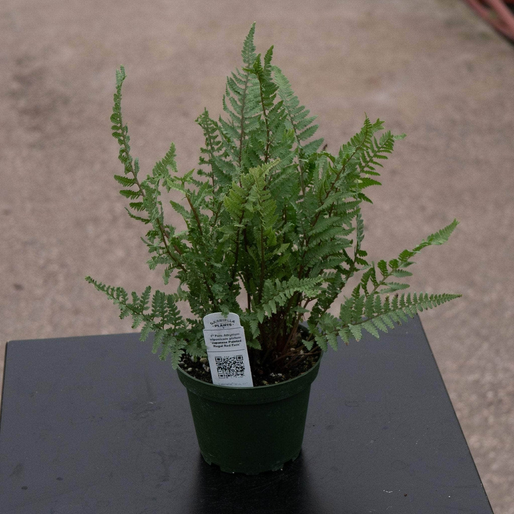 Fern Athyrium niponicum pictum 'Japanese Painted Regal Red Fern ...