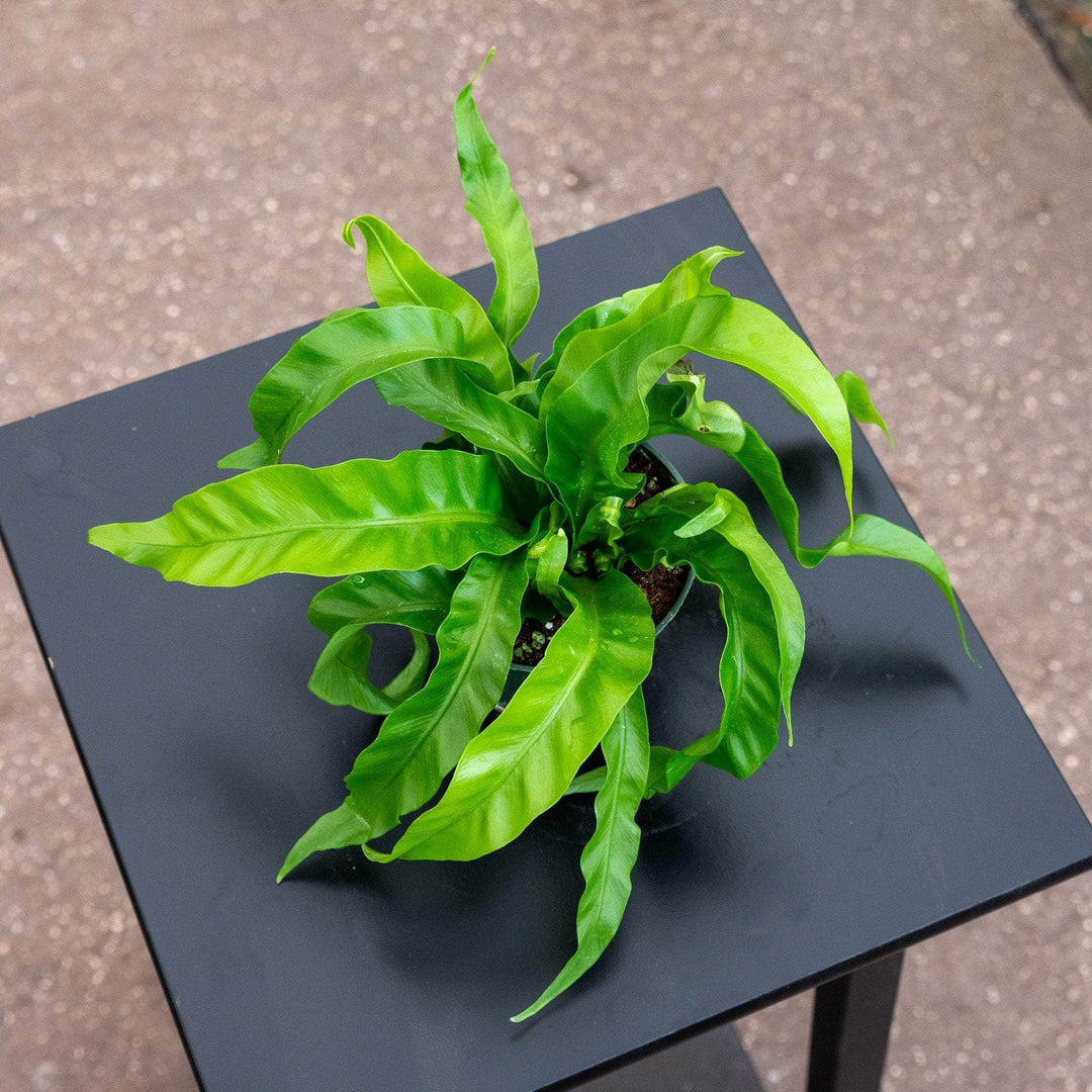 Inventory Update Page 2 - Gabriella Plants