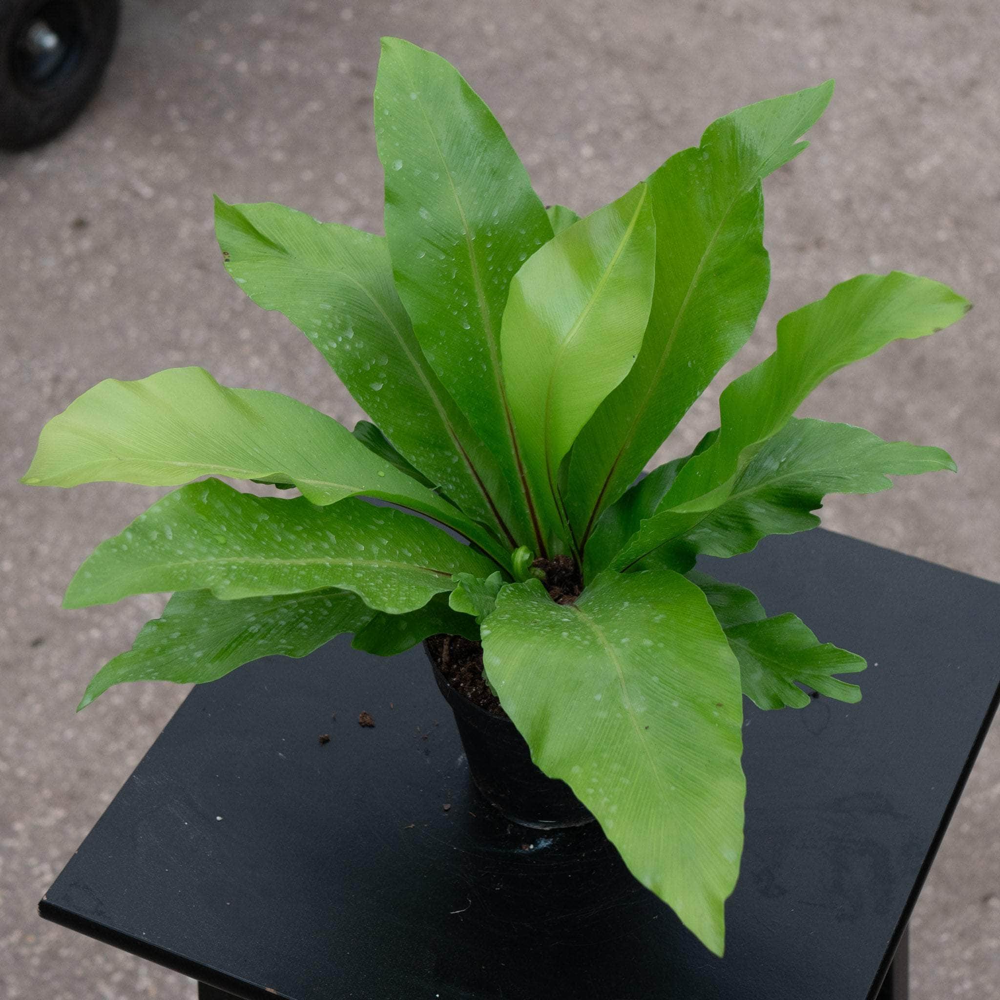 Fern Bird's Nest Asplenium nidus 'Avis' - Gabriella Plants