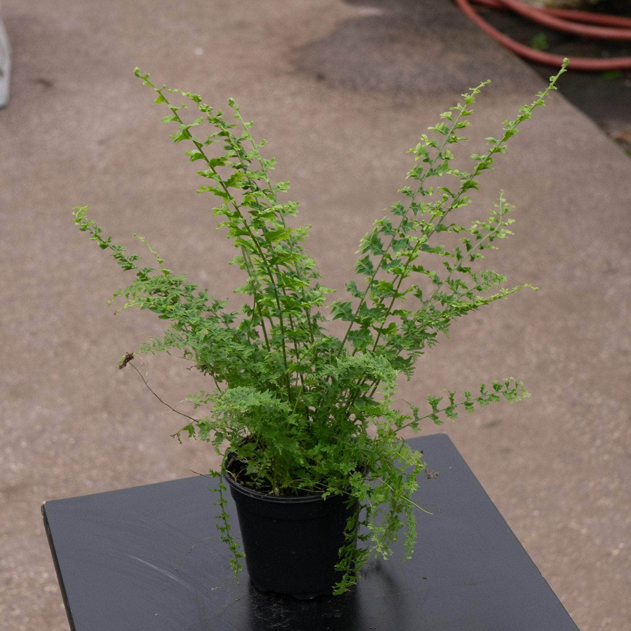 Fern Boston Nephrolepis exaltata 'Green Fantasy' - Gabriella Plants