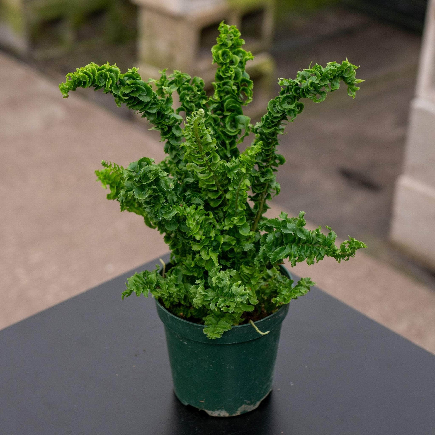 Fern Boston Nephrolepsis exaltata 'Compacta' - Gabriella Plants