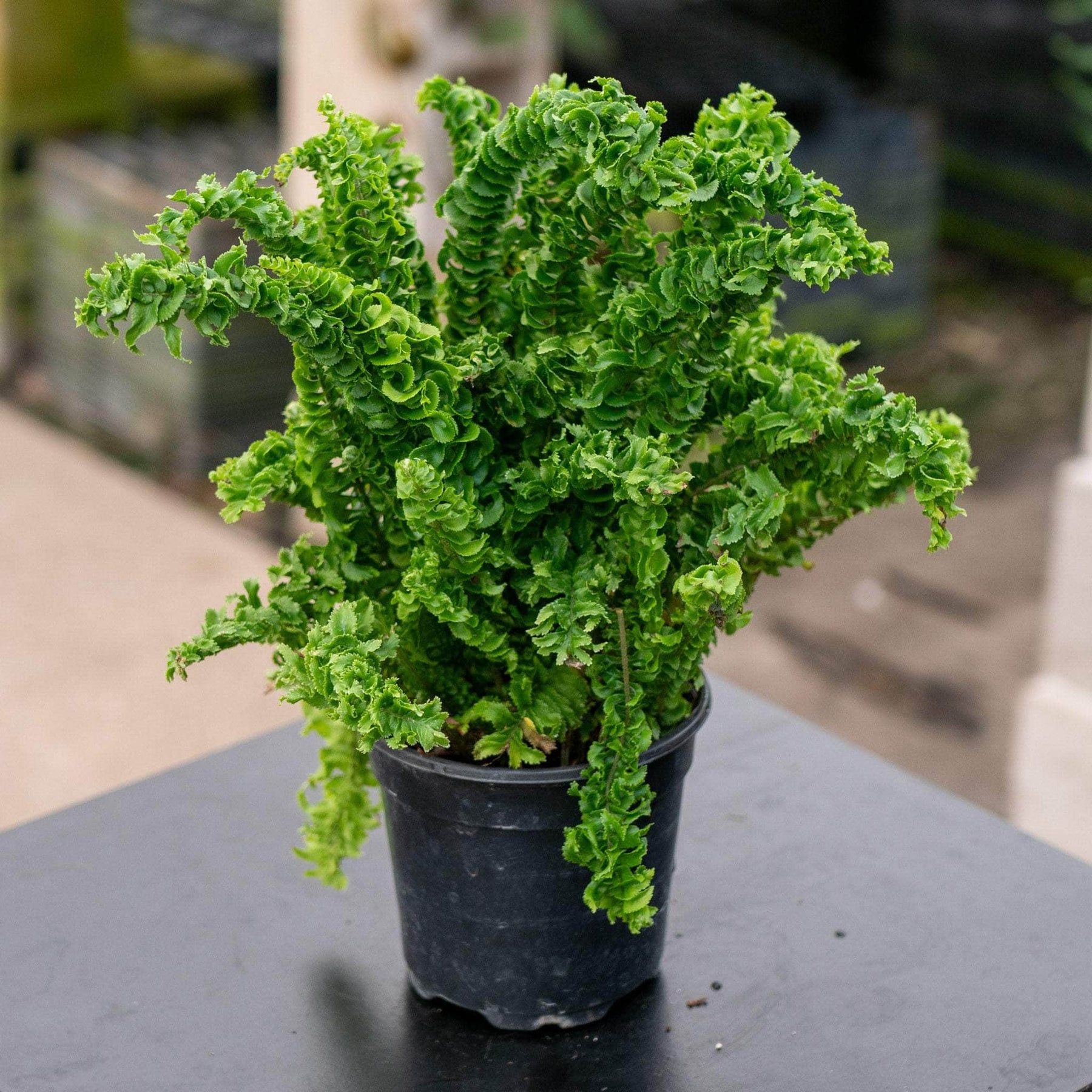 Fern Boston Nephrolepsis exaltata 'Compacta' - Gabriella Plants