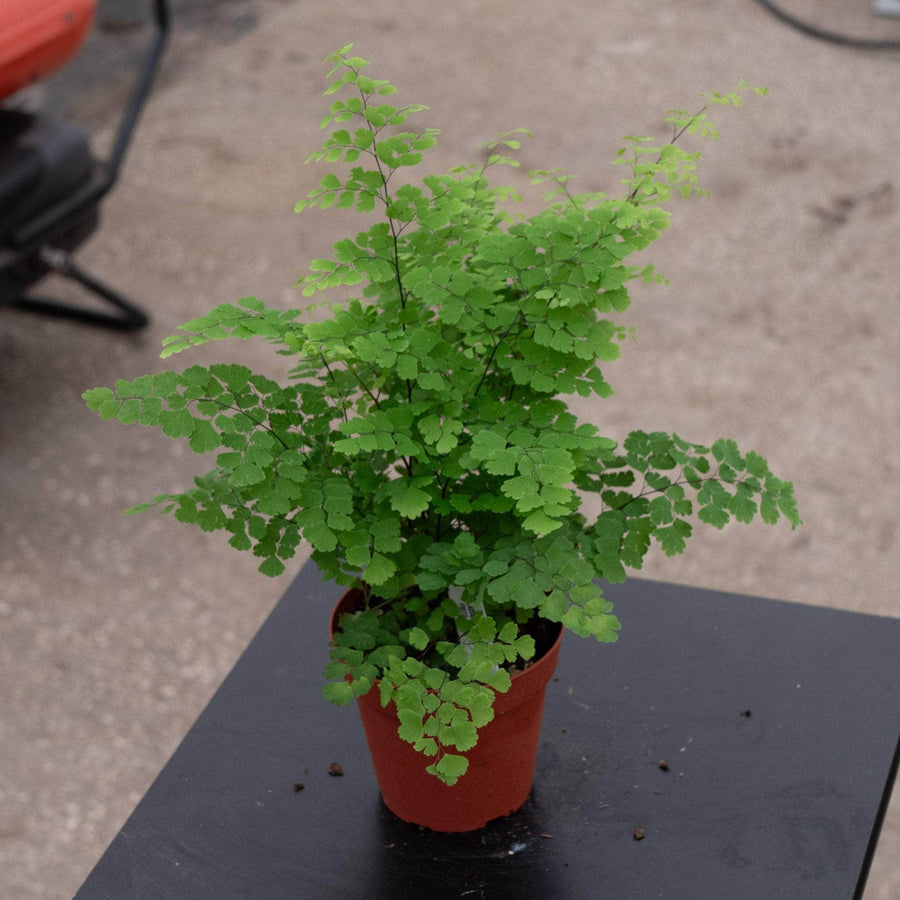 In Stock - Gabriella Plants