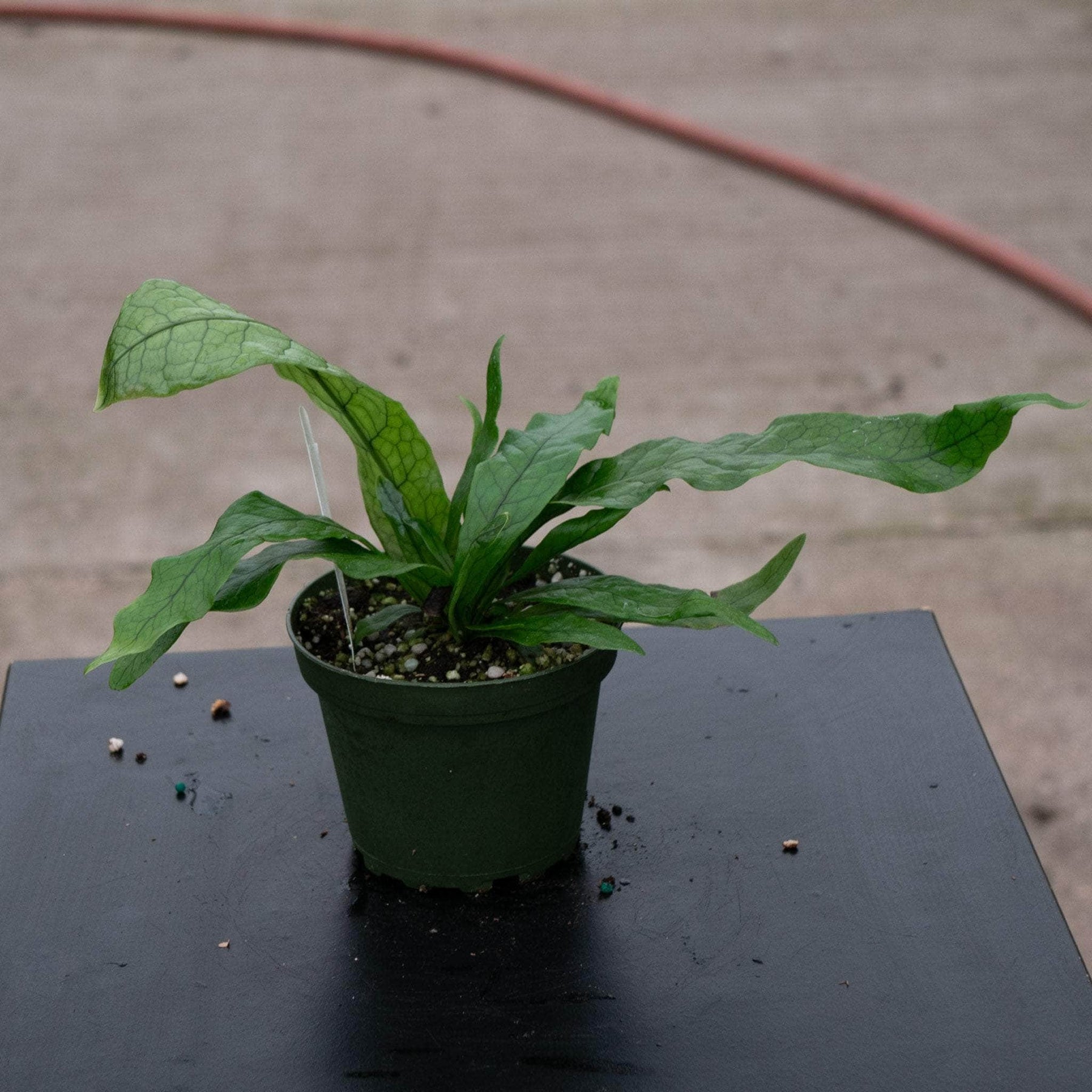 Fern Microsorum musifolium 'Crocodyllus' "Crocodile" - Gabriella Plants