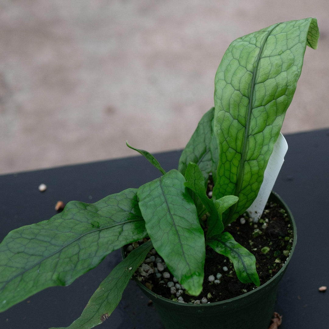 Fern Microsorum musifolium 'Crocodyllus' "Crocodile" - Gabriella Plants