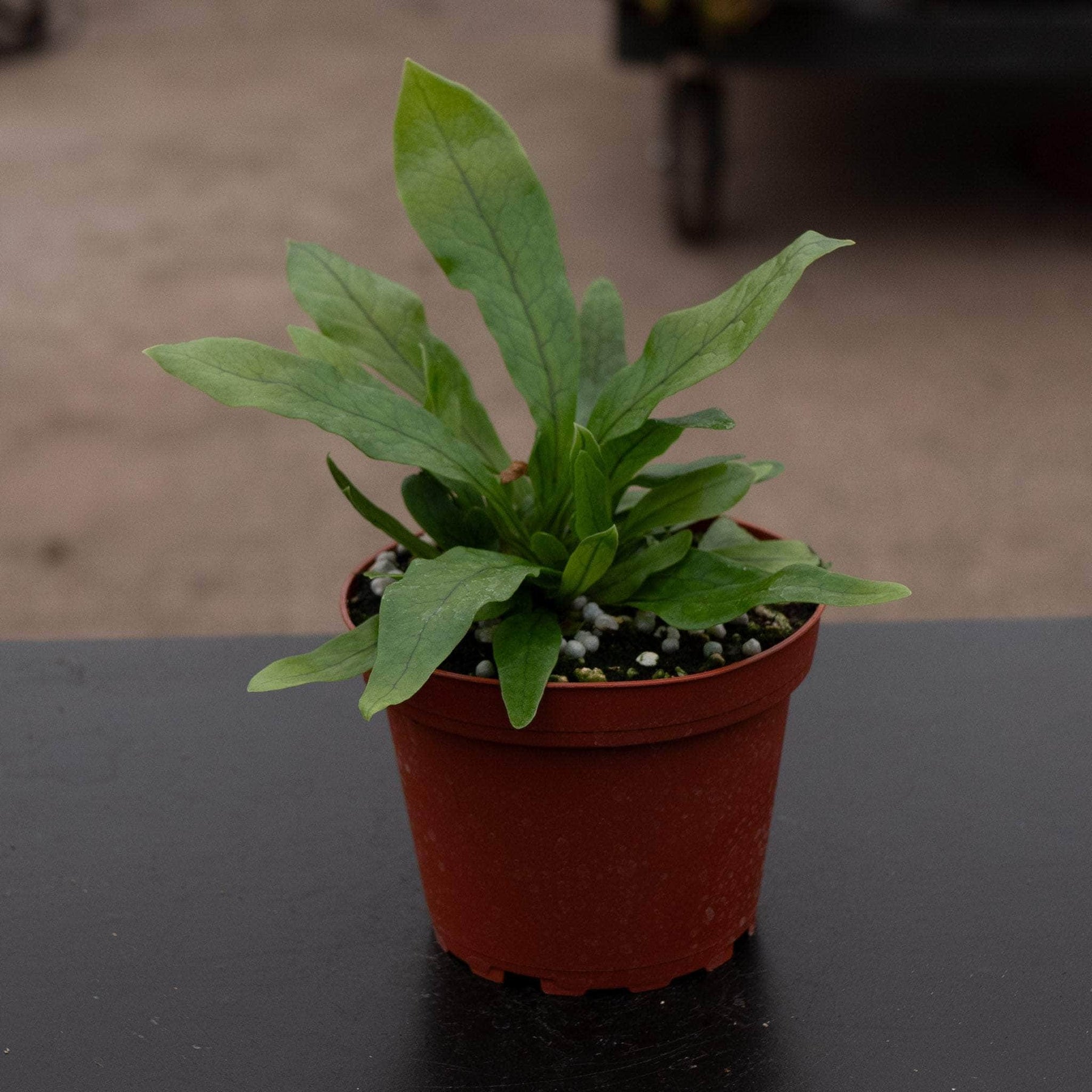 Fern Microsorum musifolium 'Crocodyllus' "Crocodile" - Gabriella Plants