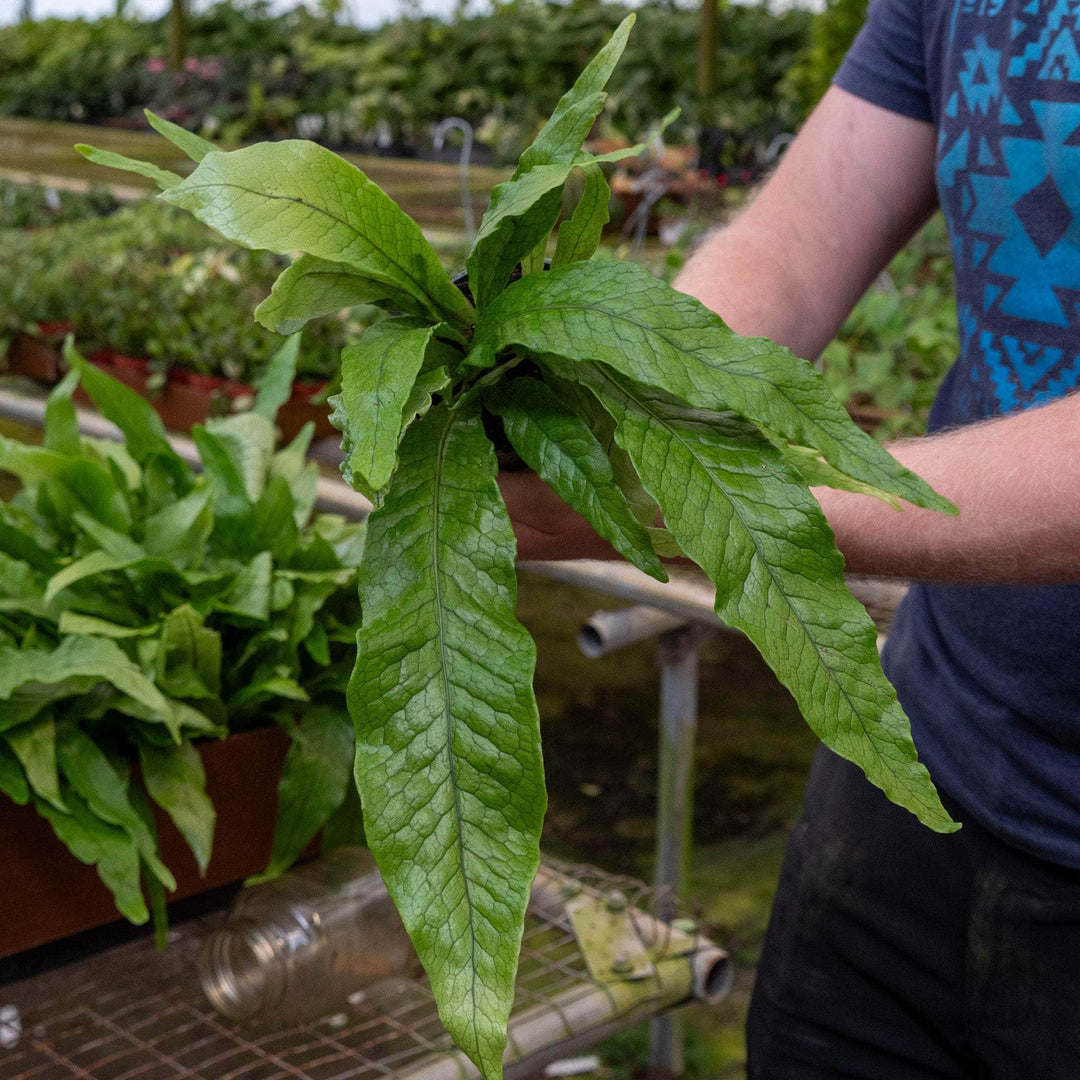 Fern Microsorum musifolium 'Crocodyllus' "Crocodile" - Gabriella Plants