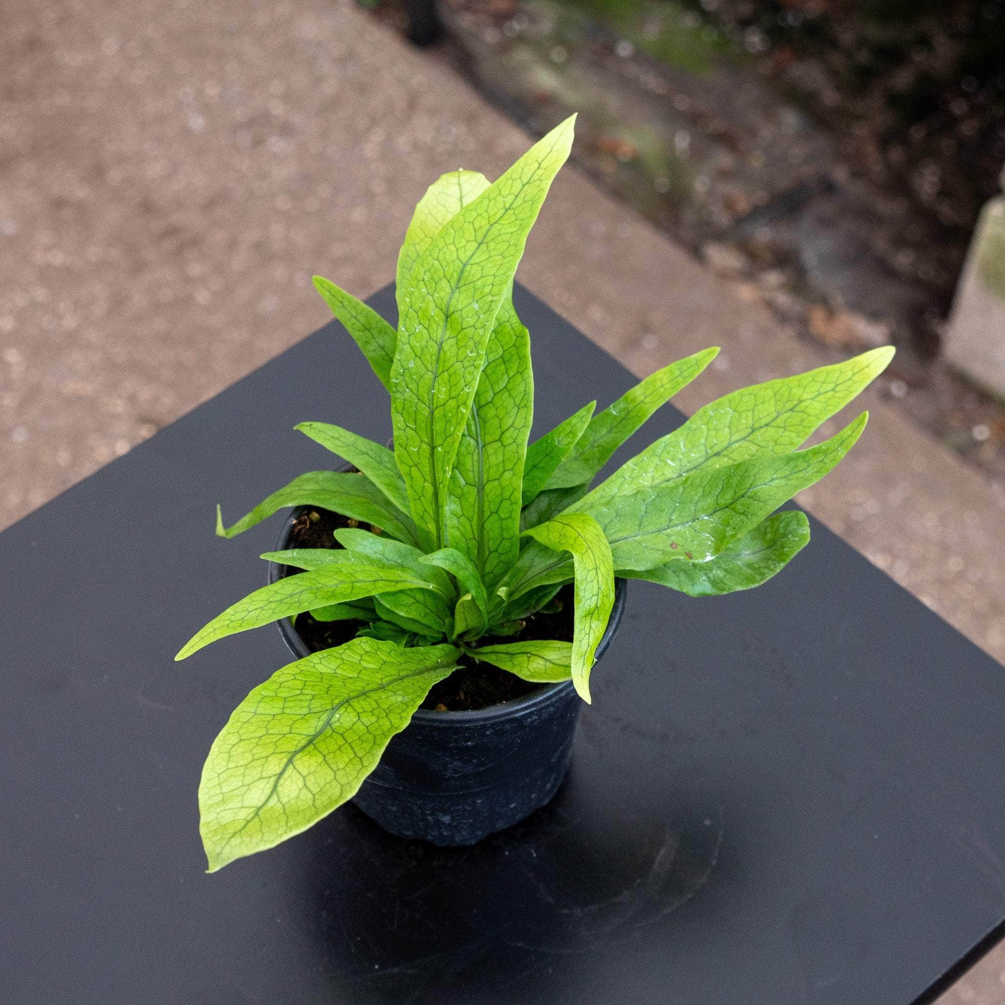 Fern Microsorum musifolium 'Crocodyllus' "Crocodile" - Gabriella Plants