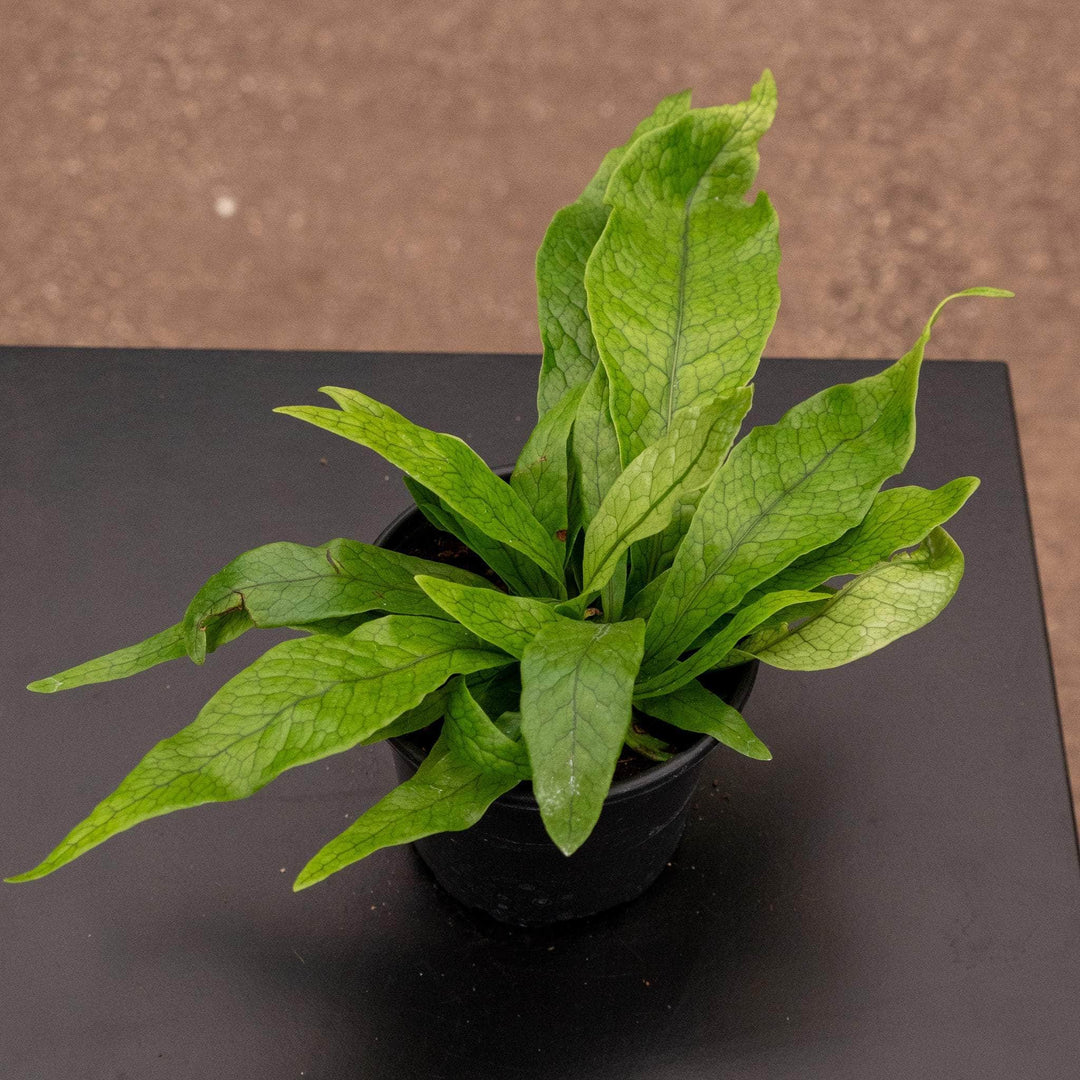 Fern Microsorum musifolium 'Crocodyllus' "Crocodile" - Gabriella Plants