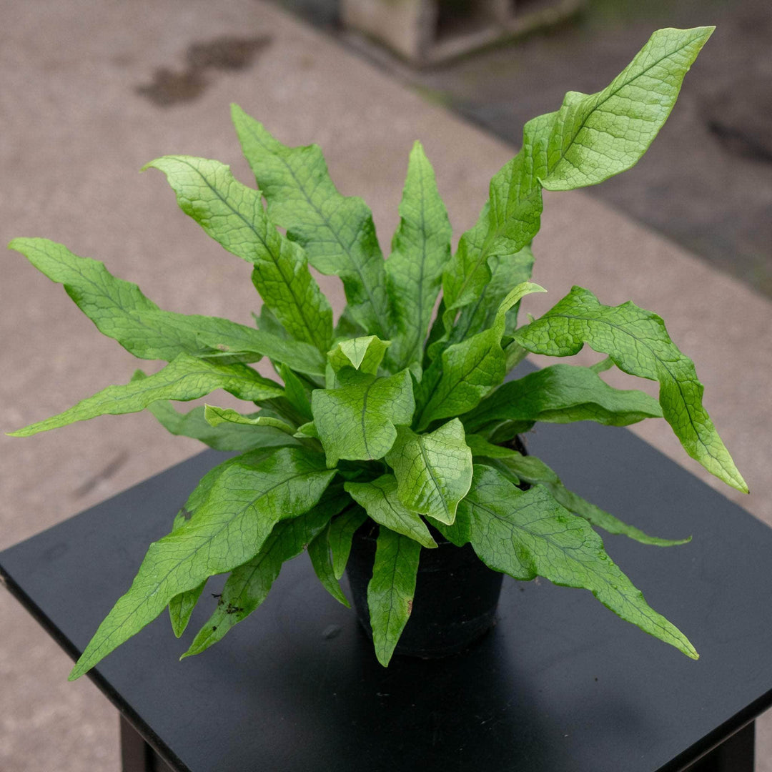 Fern Microsorum musifolium 'Crocodyllus' "Crocodile" - Gabriella Plants