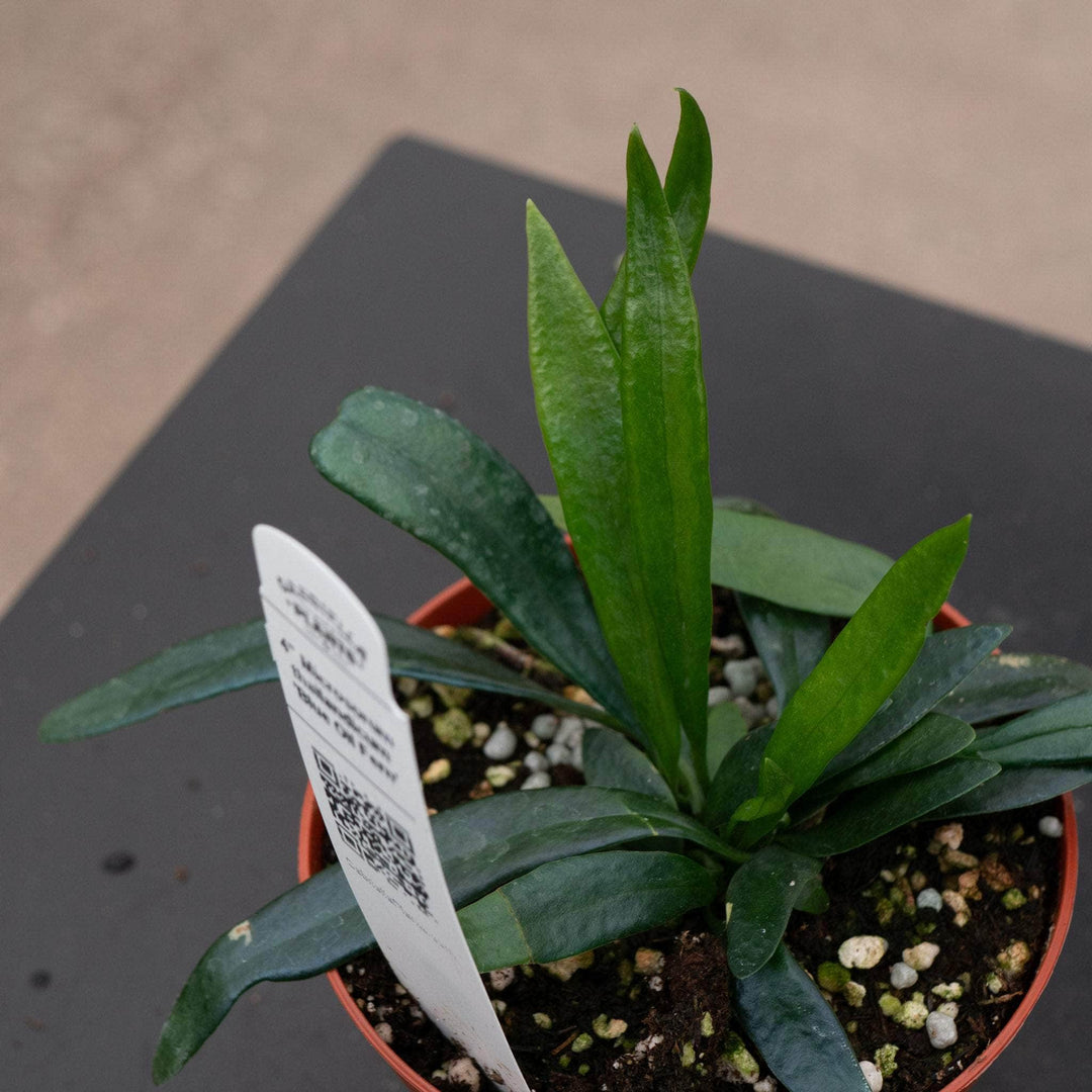 Fern Microsorum thailandicum 'Blue Oil Fern' - Gabriella Plants