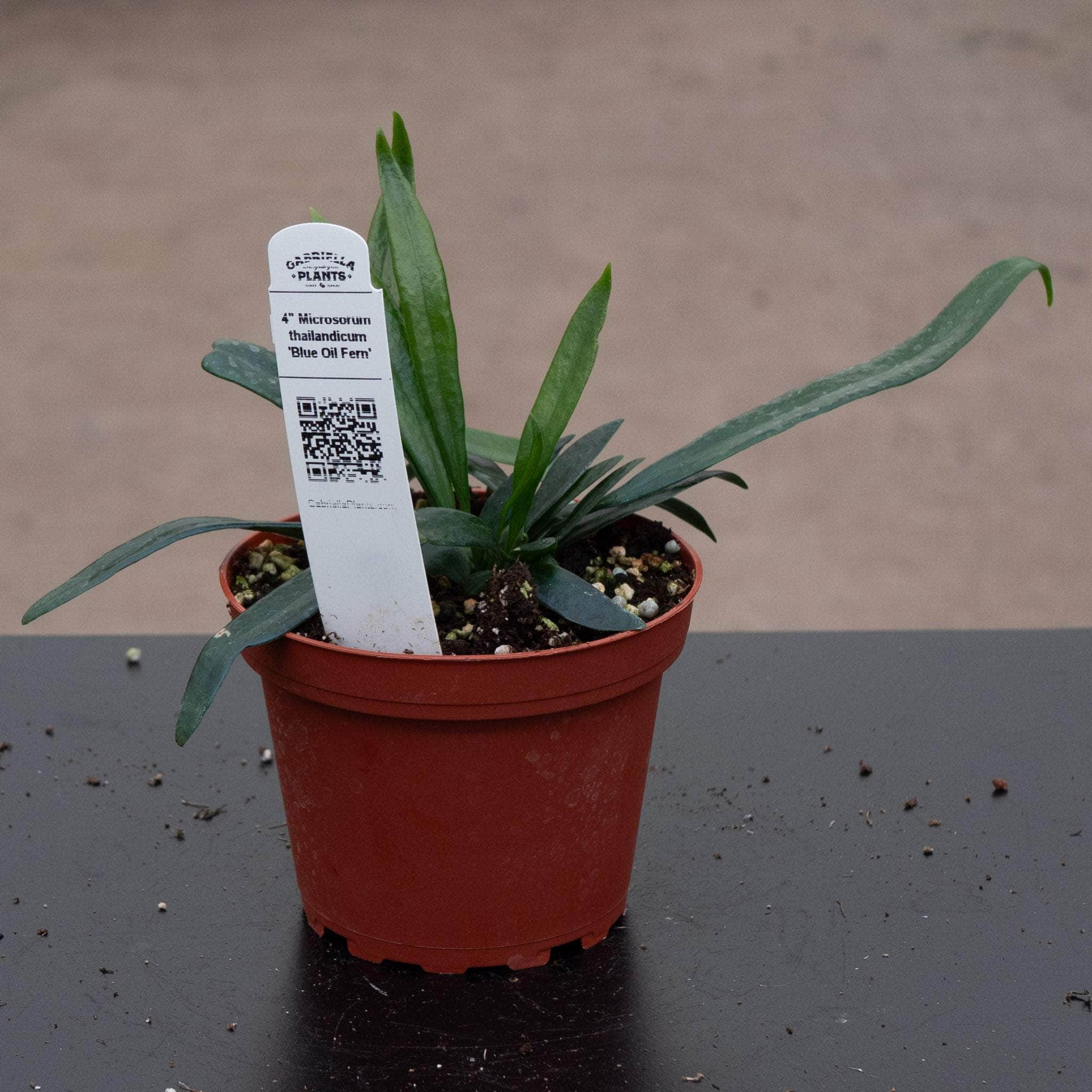Fern Microsorum thailandicum 'Blue Oil Fern' - Gabriella Plants