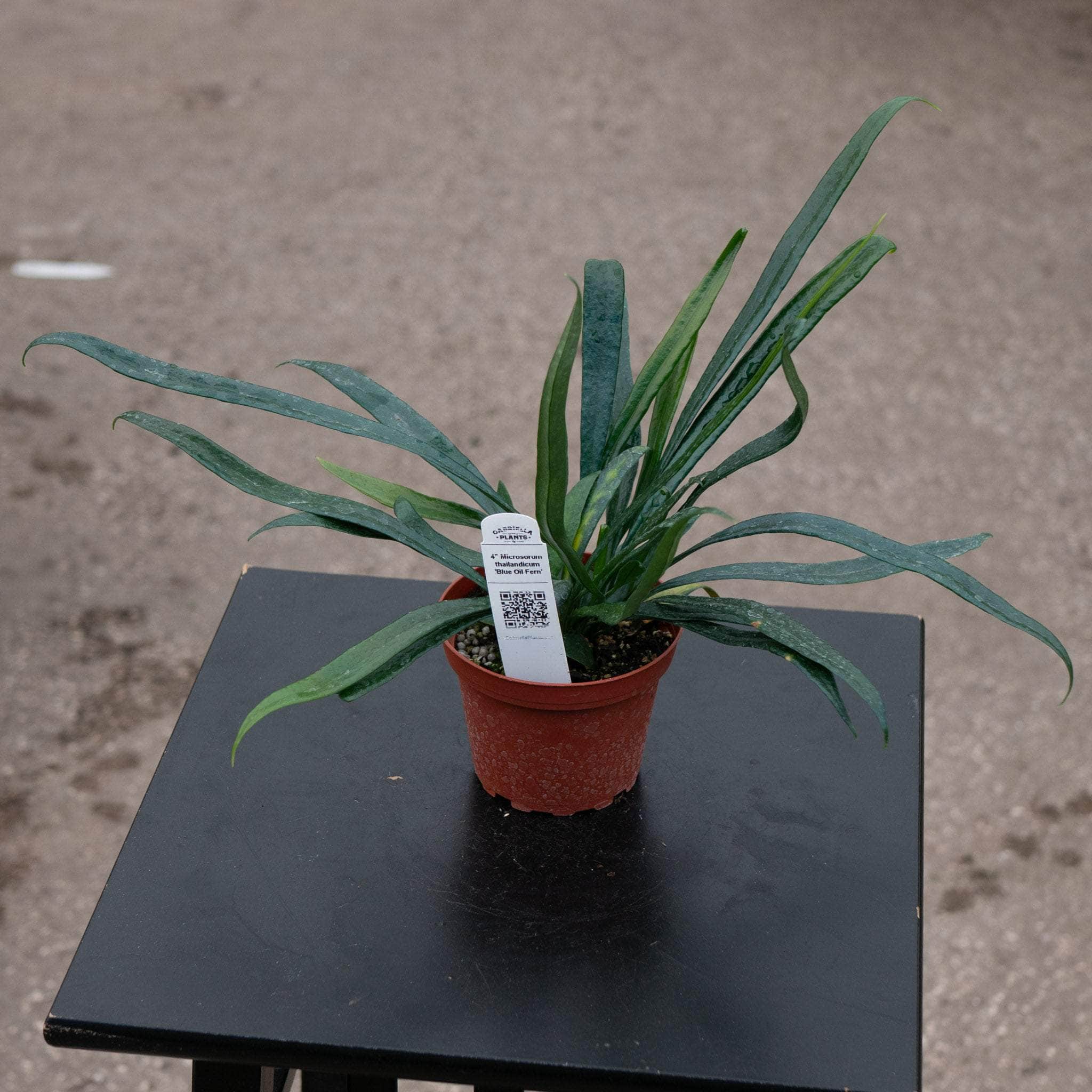 Fern Microsorum thailandicum 'Blue Oil Fern' - Gabriella Plants
