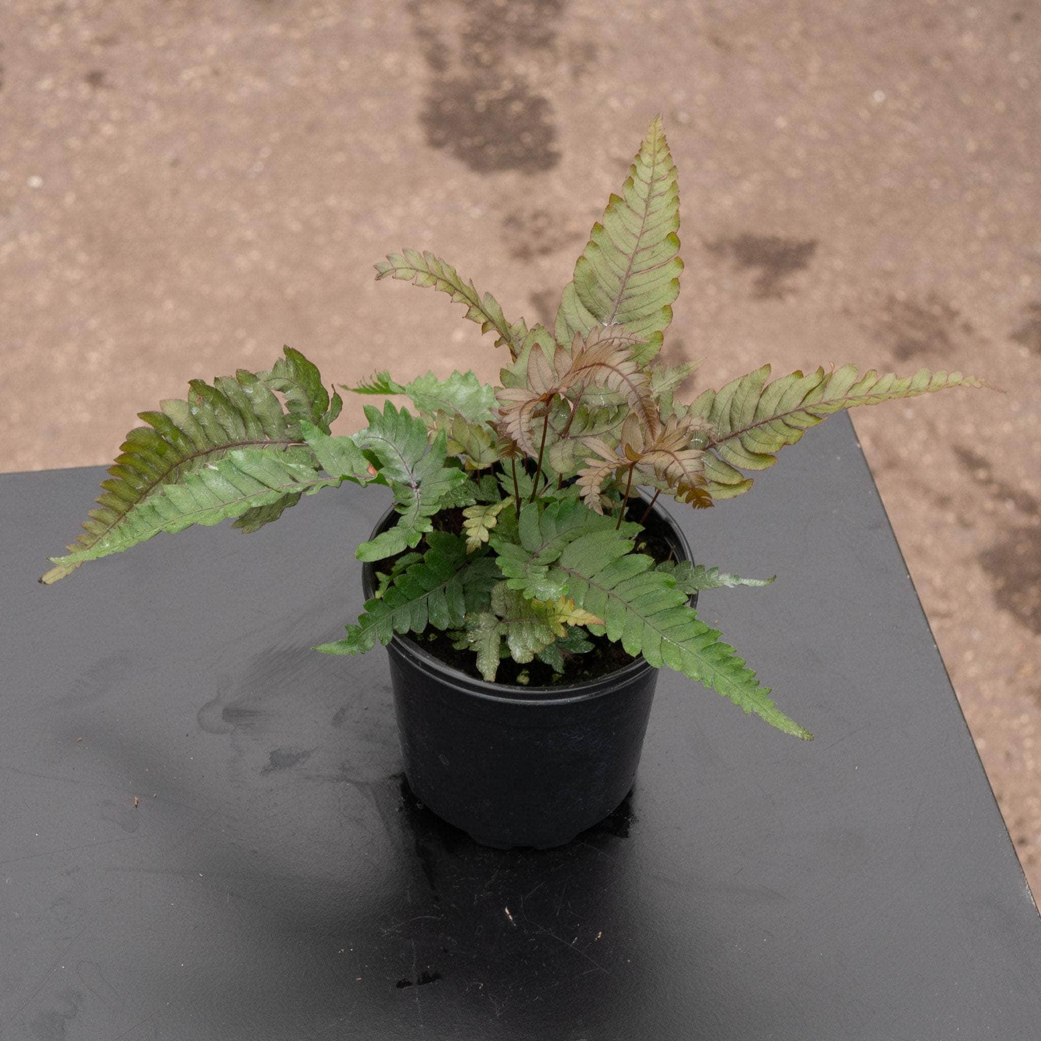 Fern Pteris aspericaulis 'Tri-color' - Gabriella Plants