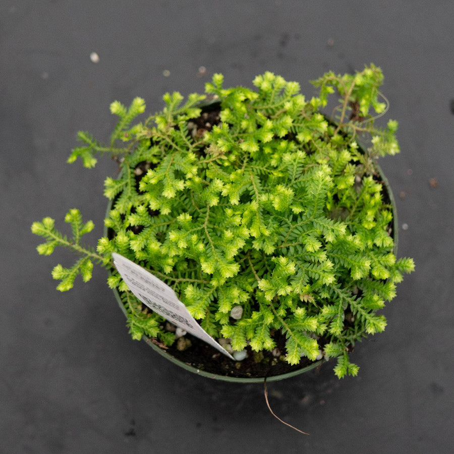 Fern Selaginella kraussiana 'Aurea' "Gold Club Moss" - Gabriella Plants