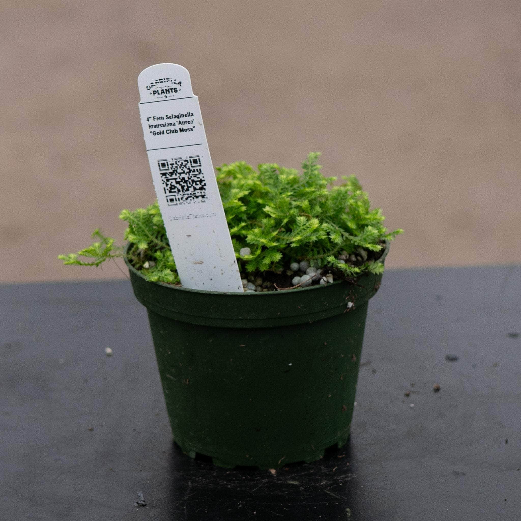 Fern Selaginella kraussiana 'Aurea' "Gold Club Moss" - Gabriella Plants
