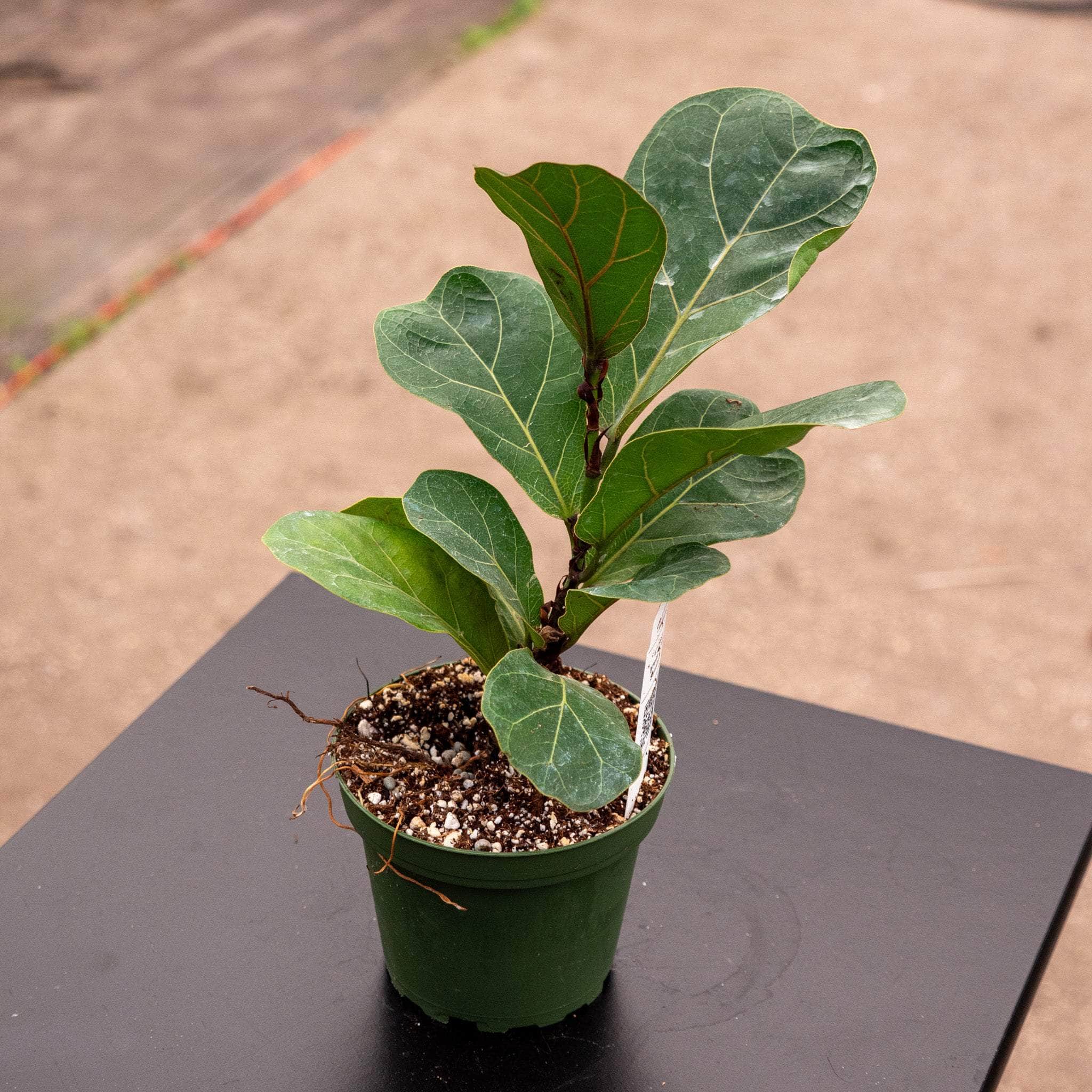 Ficus lyrata 'Little Sunshine' - Gabriella Plants
