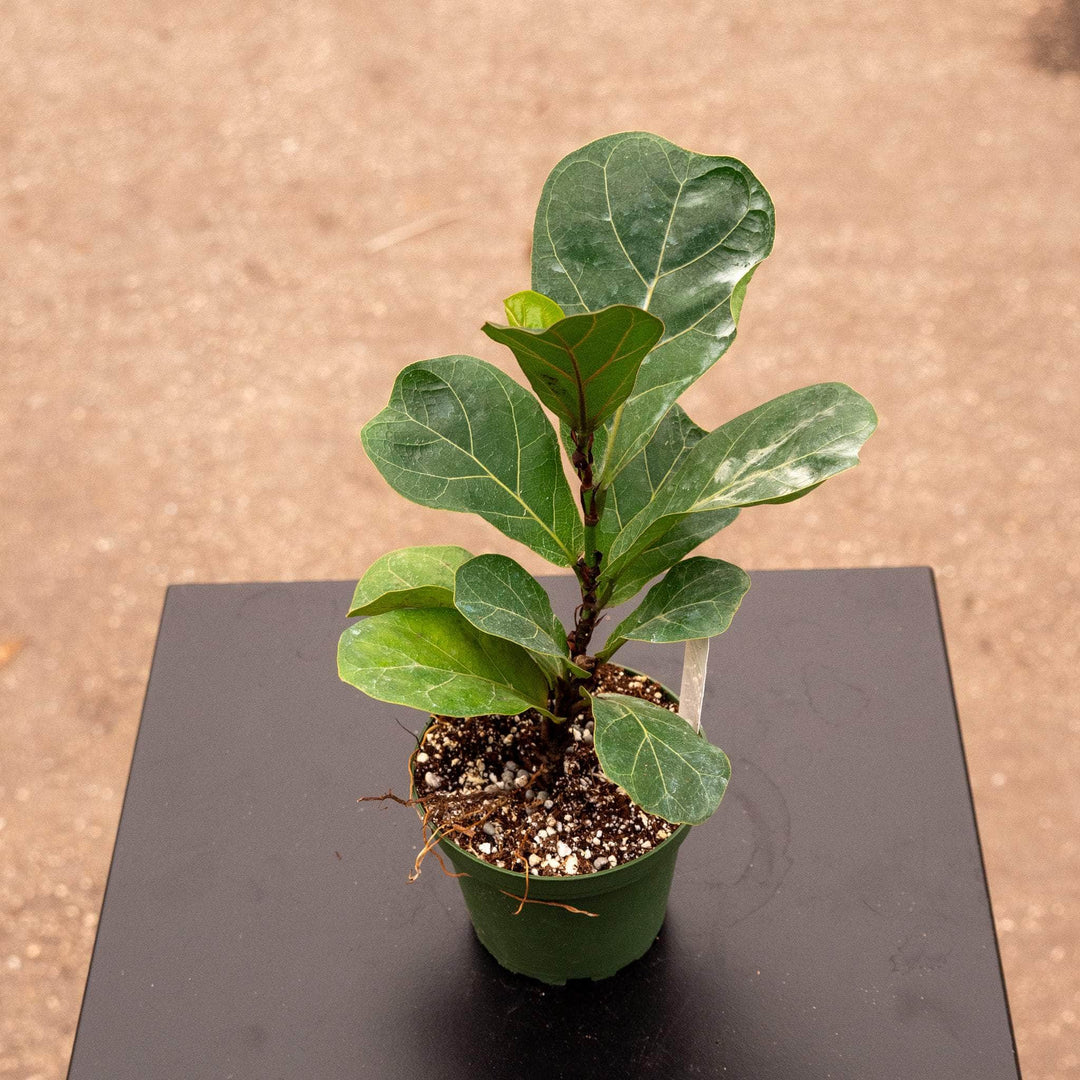 Ficus lyrata 'Little Sunshine' - Gabriella Plants