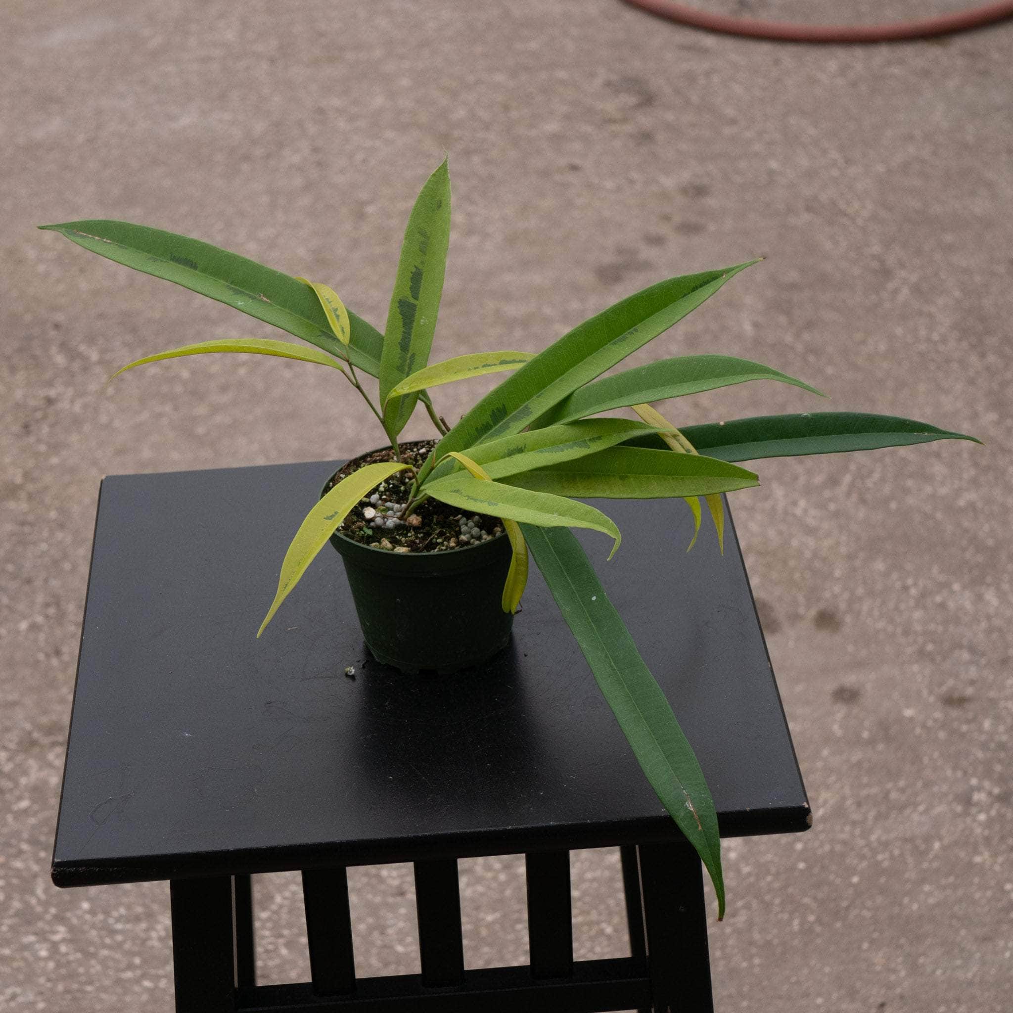 Ficus maclellandii variegated 'Alii' - Gabriella Plants