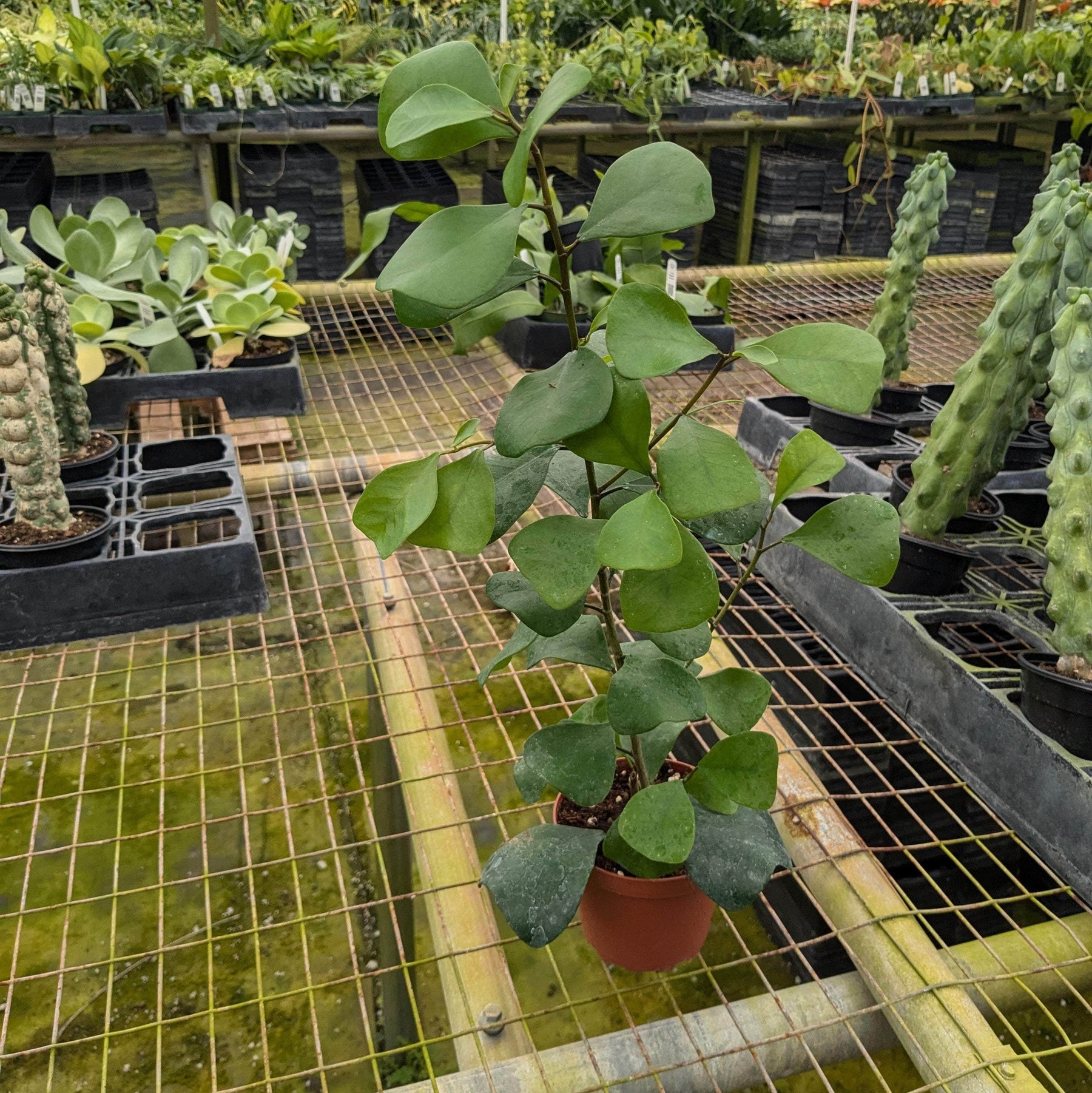 Ficus natalensis subsp. leprieurii - Gabriella Plants