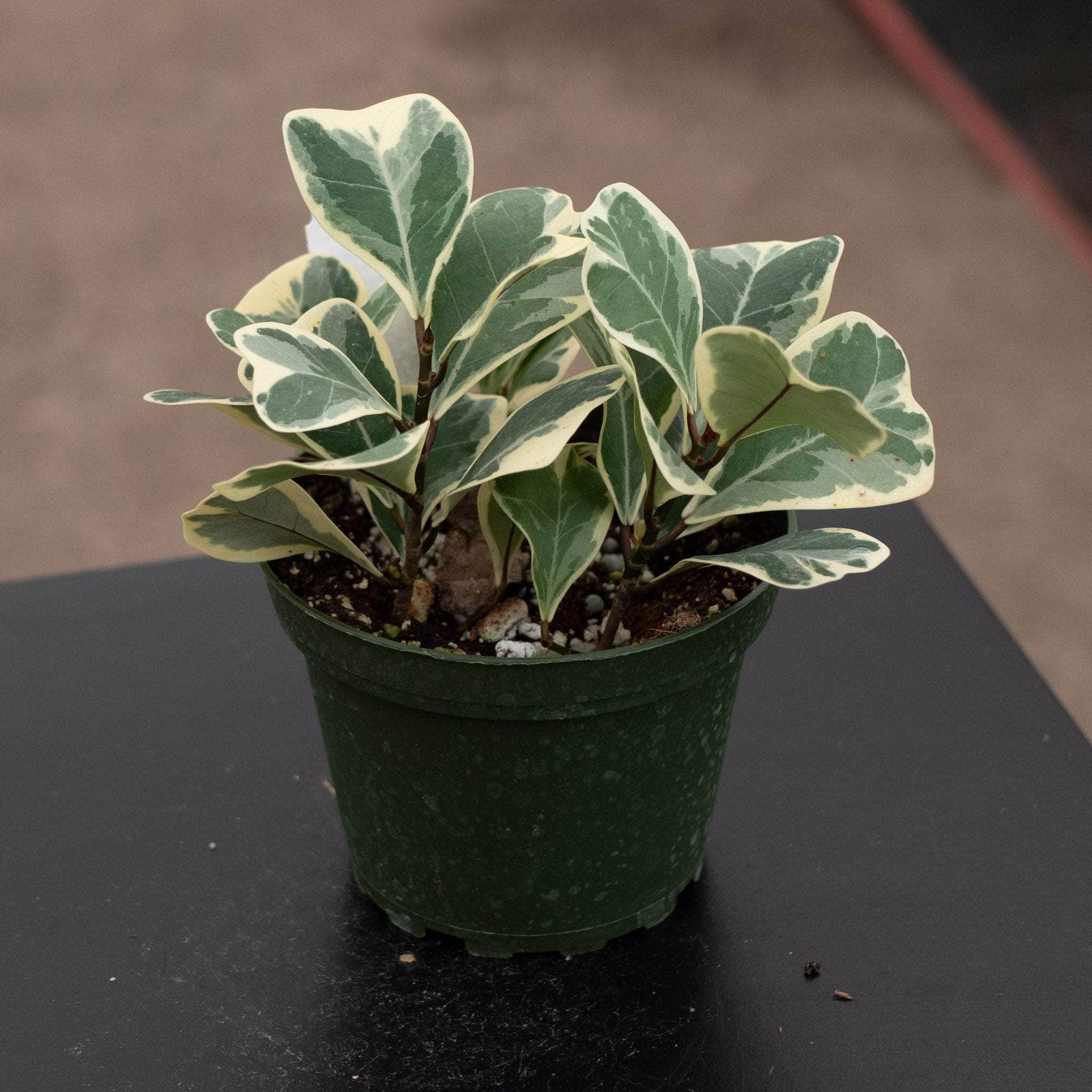 Ficus natalensis subsp. leprieurii 'Variegata' (Triangularis Variegata ...