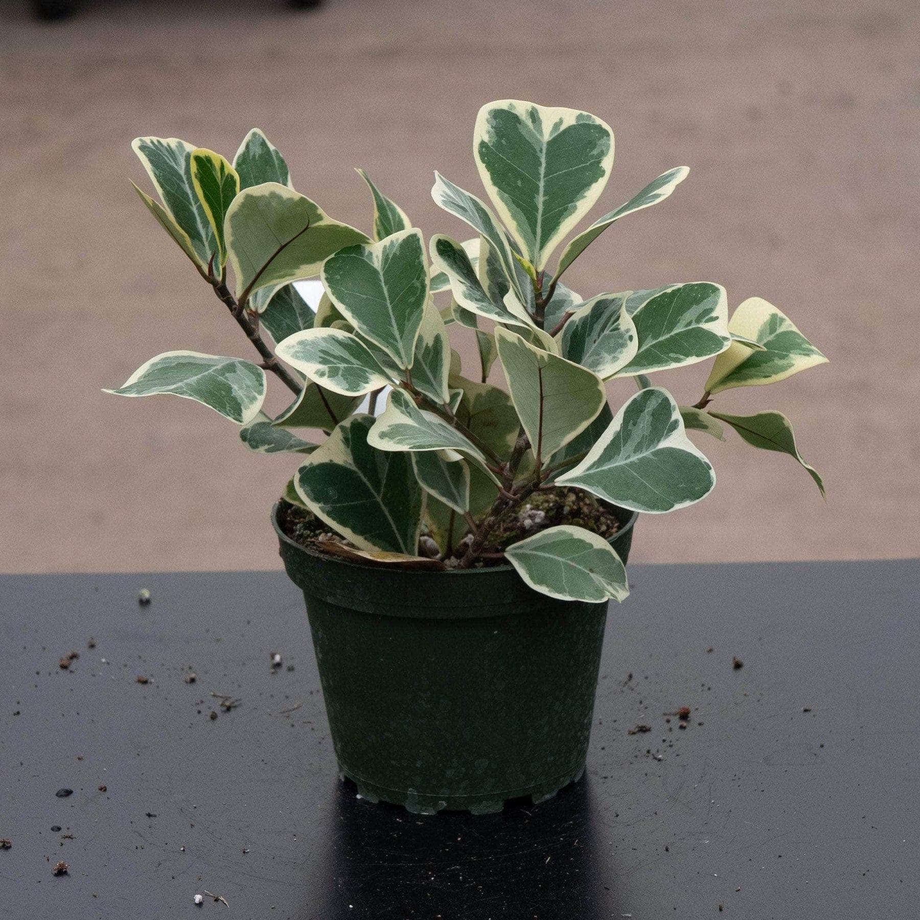 Ficus natalensis subsp. leprieurii 'Variegata' (Triangularis Variegata ...