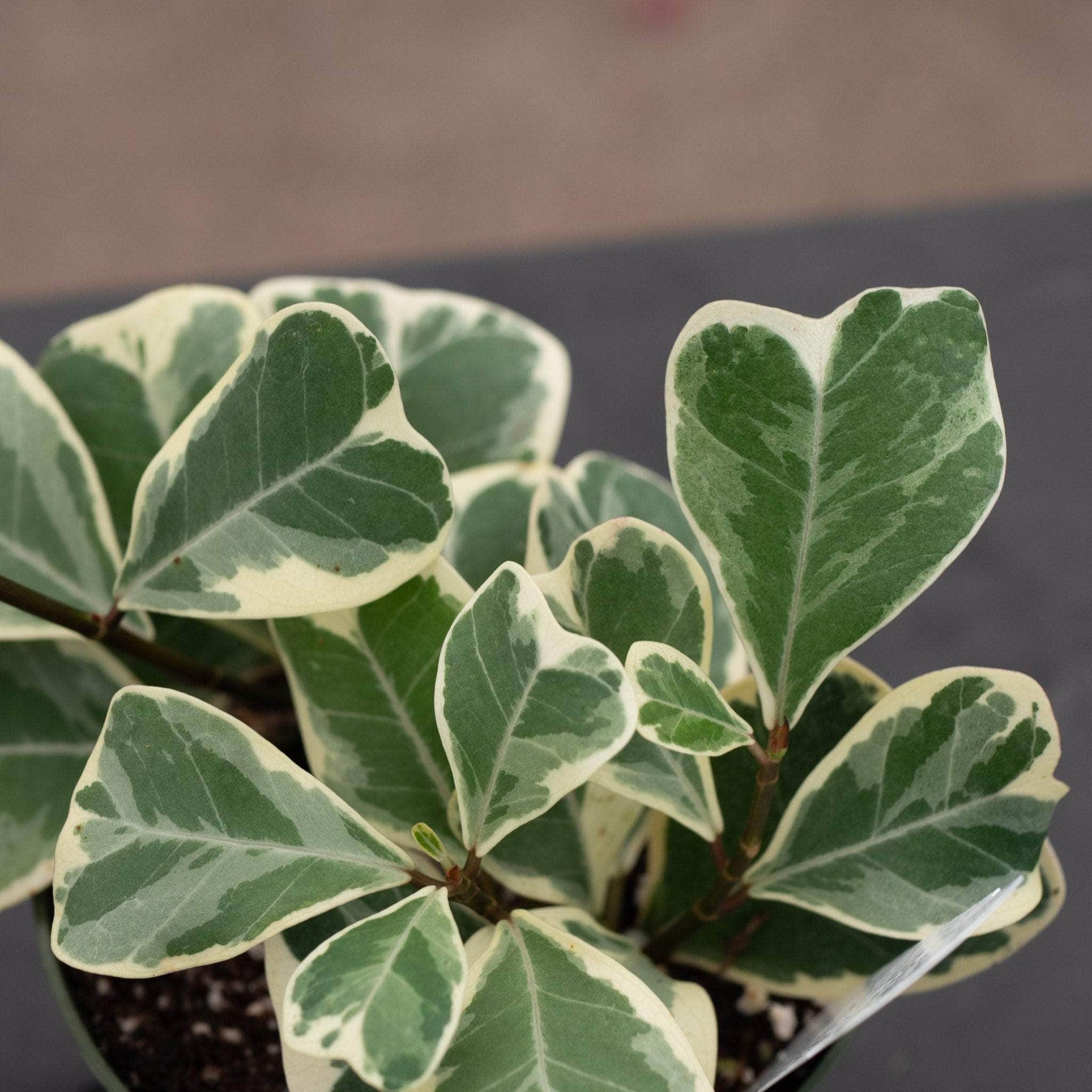 Ficus natalensis subsp. leprieurii 'Variegata' (Triangularis Variegata ...