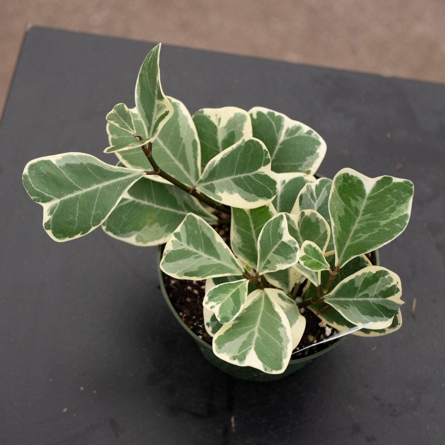 Ficus natalensis subsp. leprieurii 'Variegata' (Triangularis Variegata ...