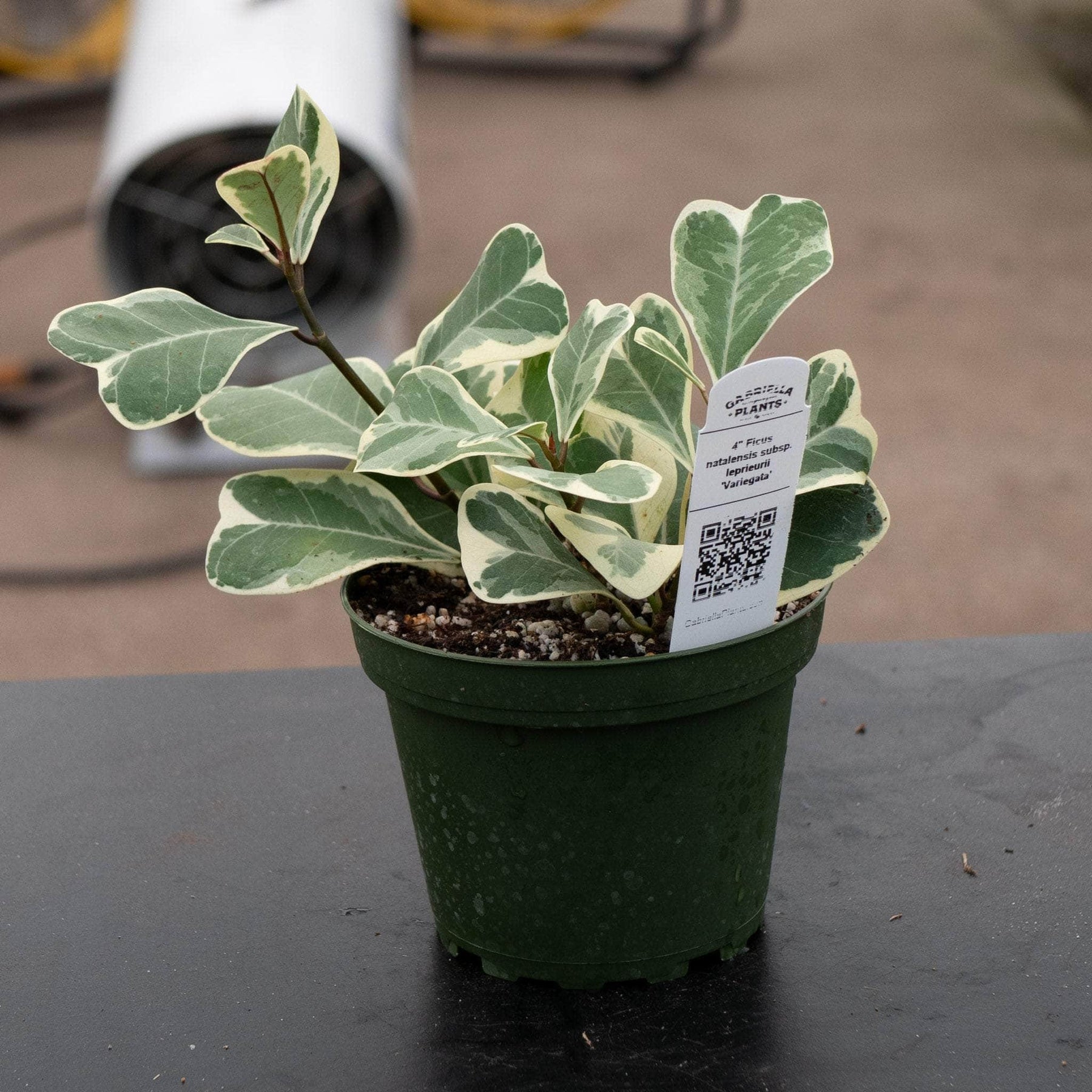Ficus natalensis subsp. leprieurii 'Variegata' (Triangularis Variegata ...