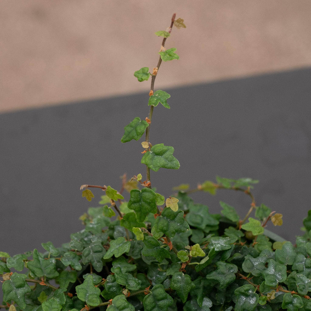 Ficus pumila 'Quercifolia' "Oak Leaf" - Gabriella Plants