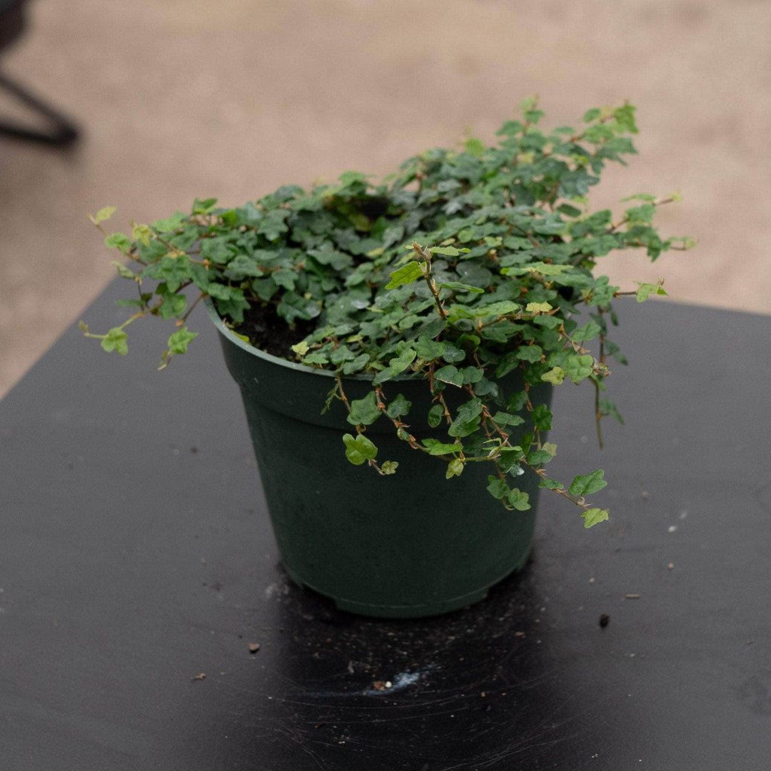 Ficus pumila 'Quercifolia' "Oak Leaf" - Gabriella Plants