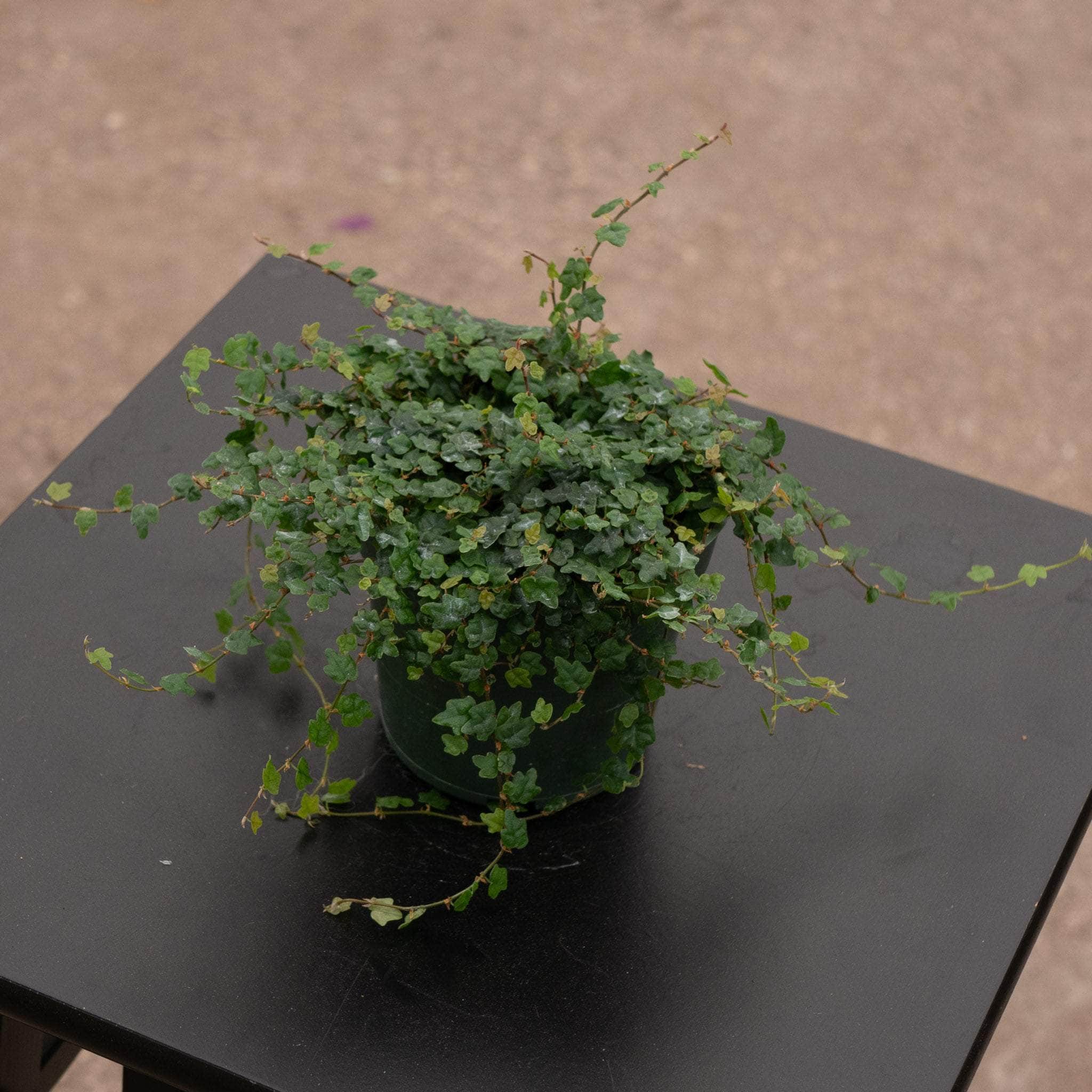 Ficus pumila 'Quercifolia' "Oak Leaf" - Gabriella Plants