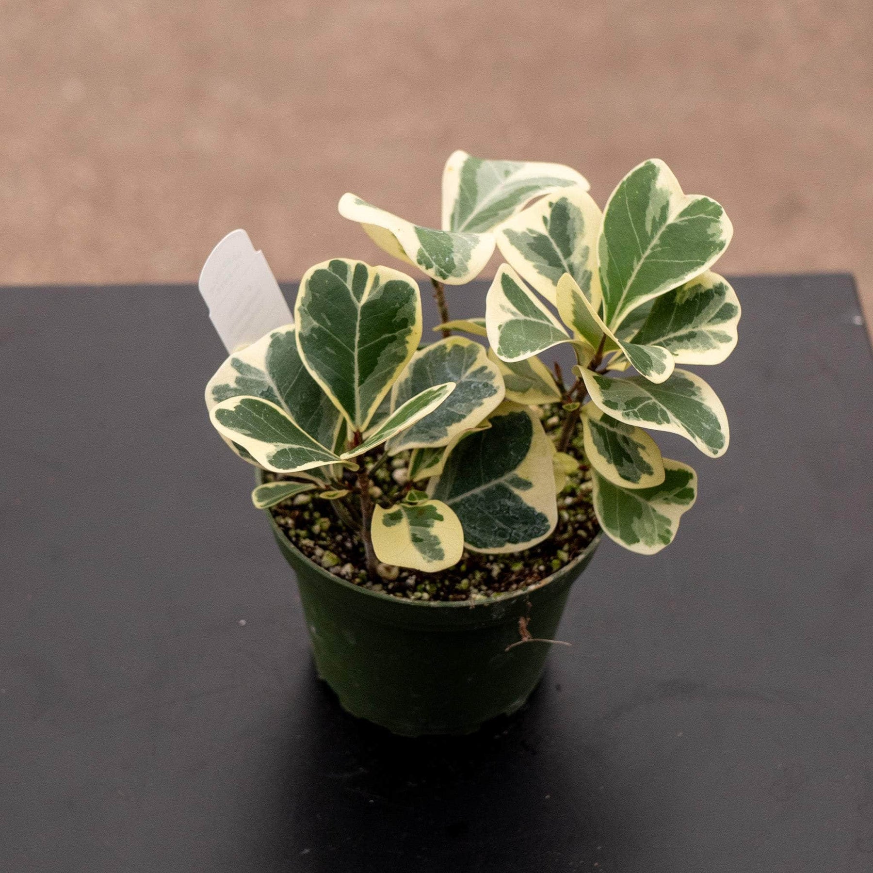 Ficus natalensis subsp. leprieurii 'Variegata' (Triangularis Variegata ...