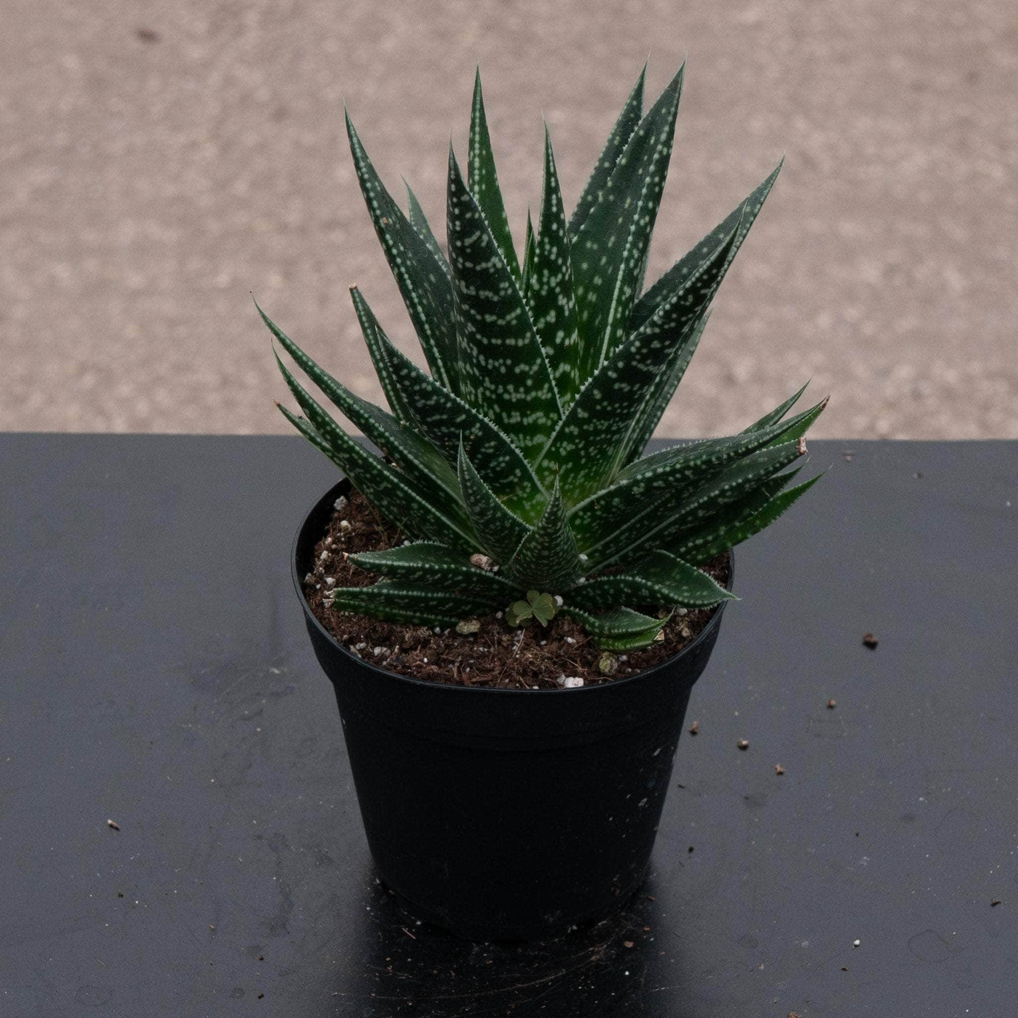 Gasteria 'Kyaka' - Gabriella Plants