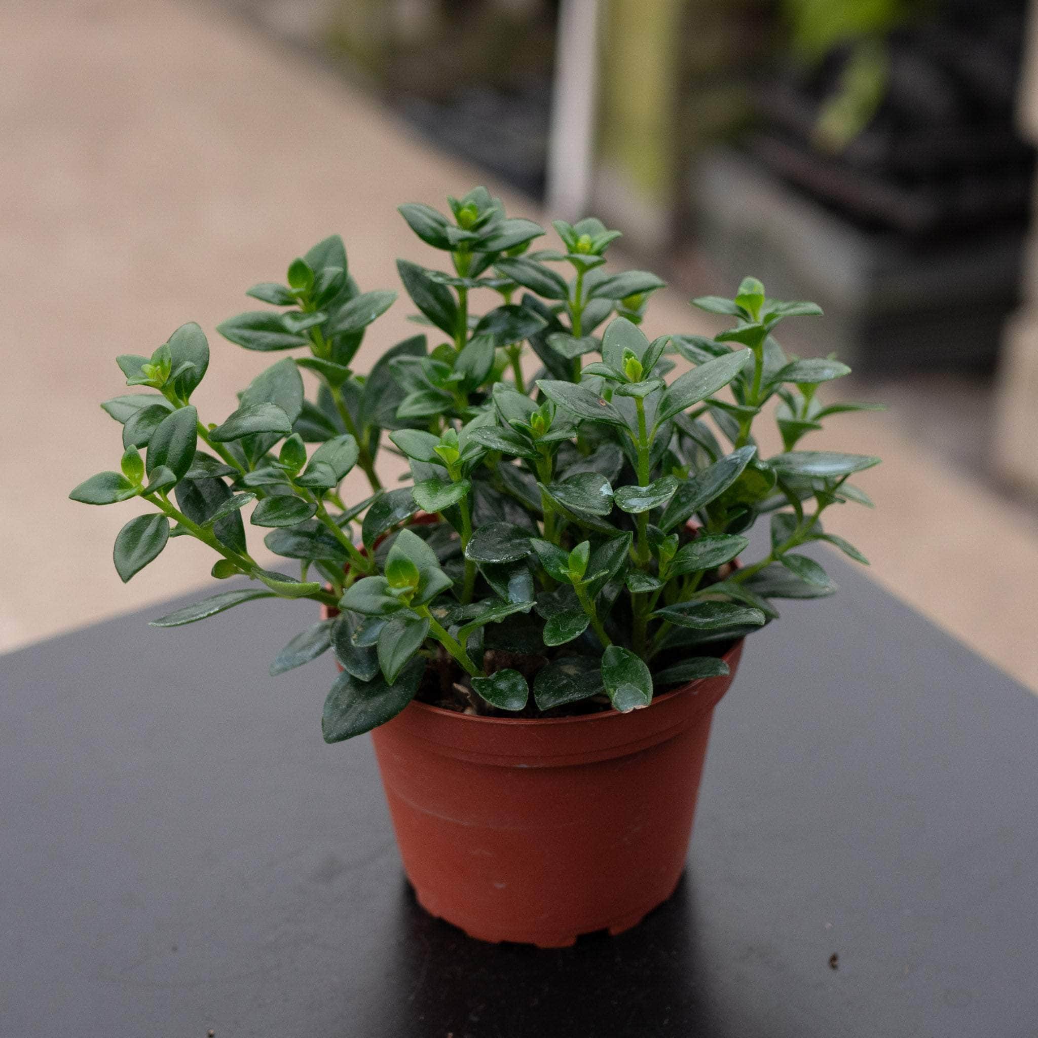 Goldfish Nematanthus 'Mini Green' - Gabriella Plants