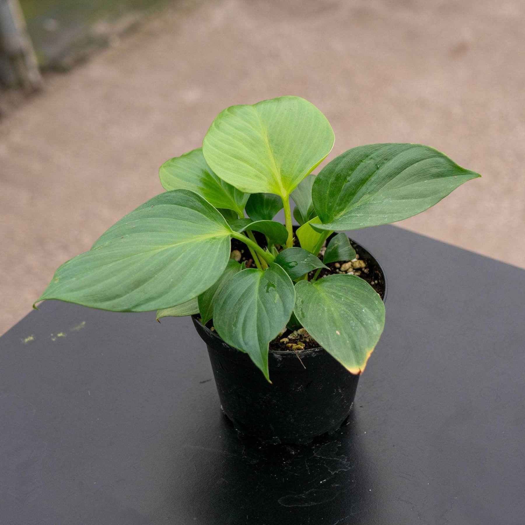 Homalomena 'Sunshine Gem' - Gabriella Plants