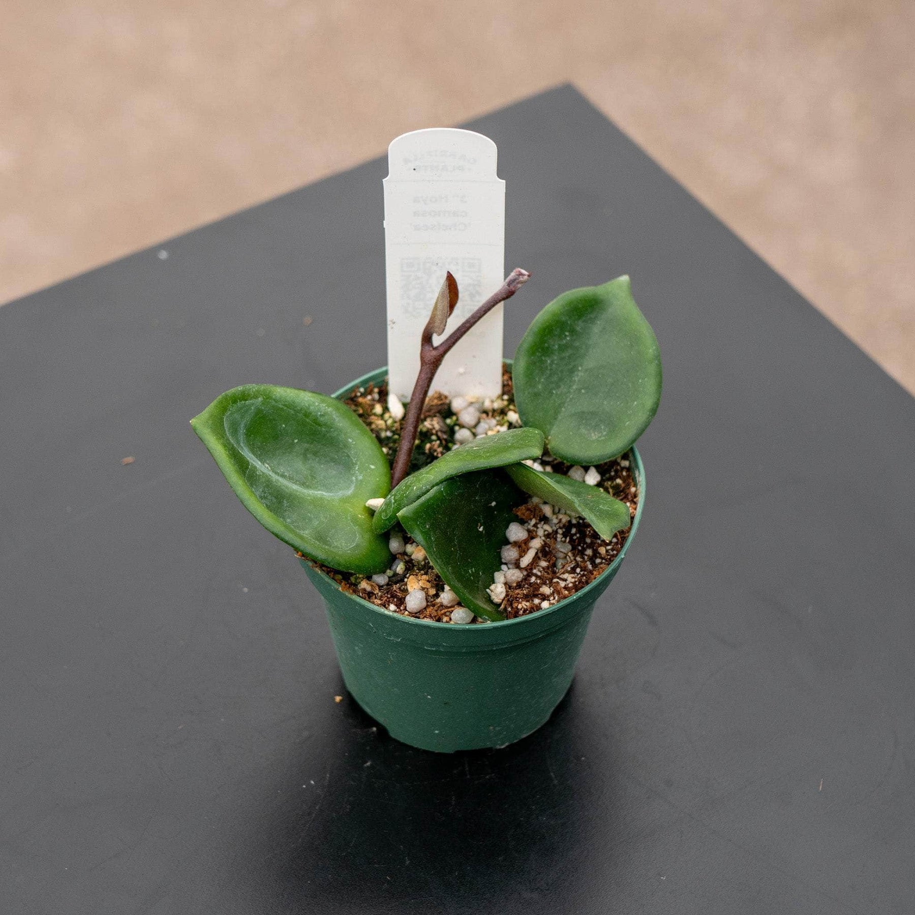 Hoya carnosa 'Chelsea' - Gabriella Plants