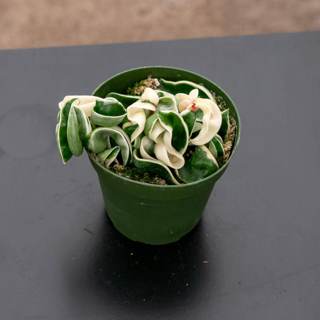 Hoya carnosa 'Compacta Variegata' "Variegated Hindu Rope" - Gabriella ...