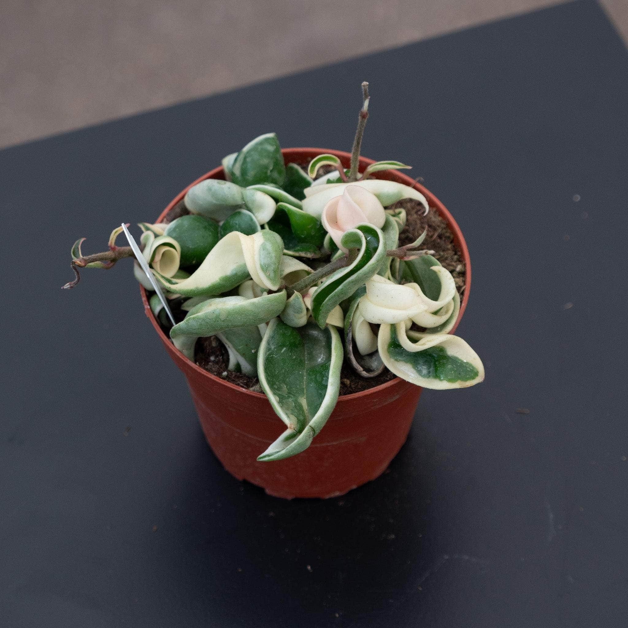 Hoya carnosa 'Compacta Variegata' "Variegated Hindu Rope" - Gabriella ...