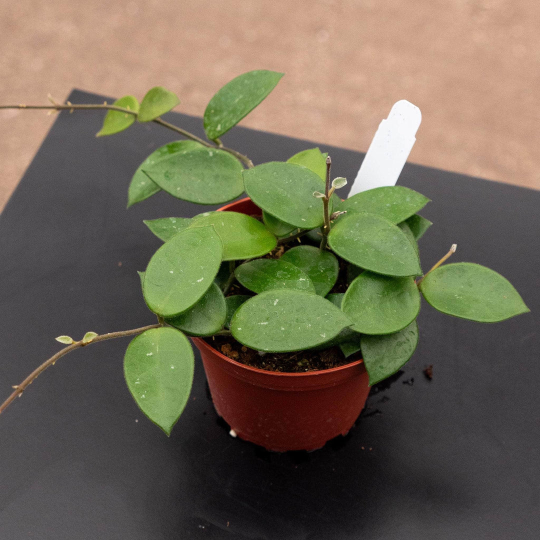 Hoya "Chouke" - Gabriella Plants