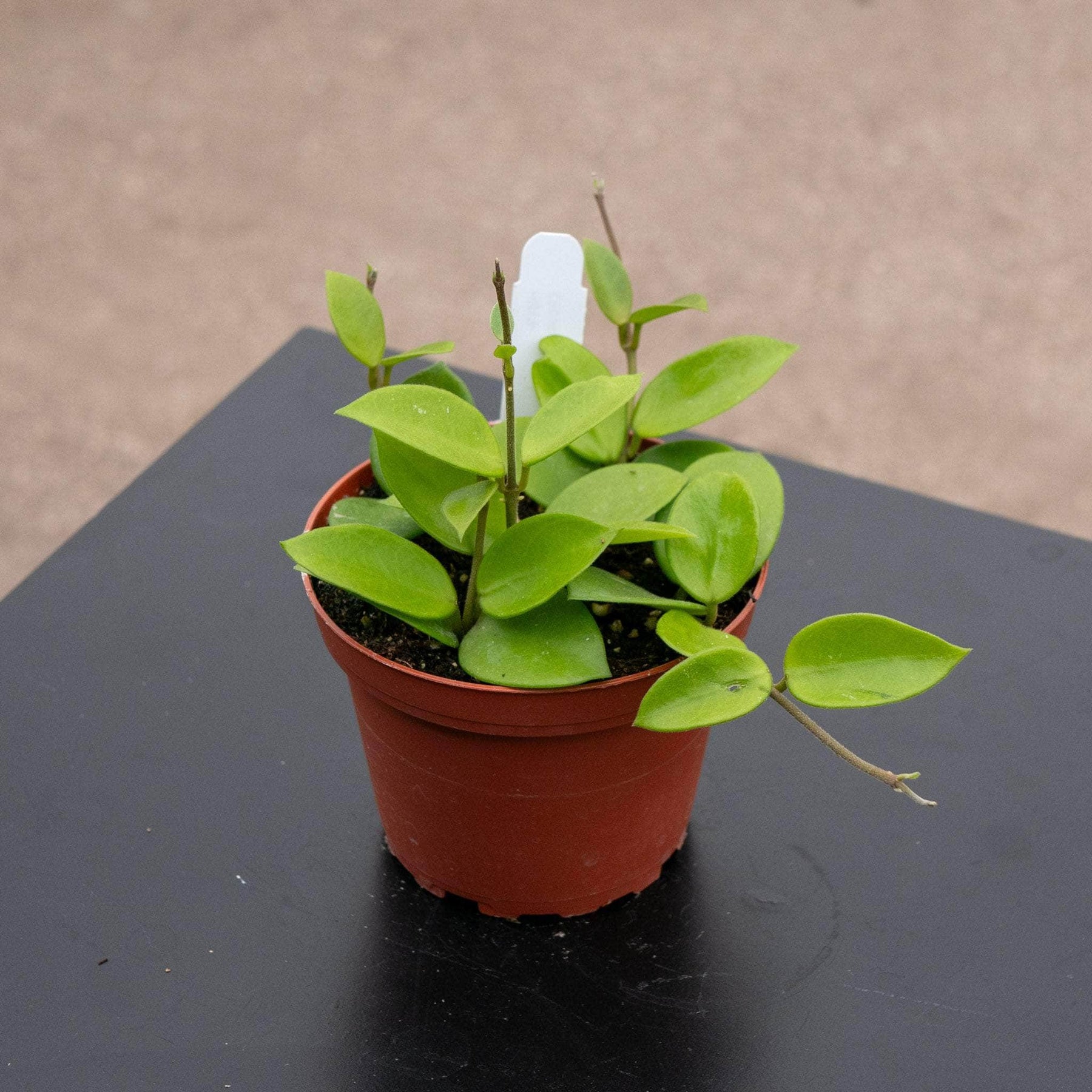 Hoya "Chouke" - Gabriella Plants