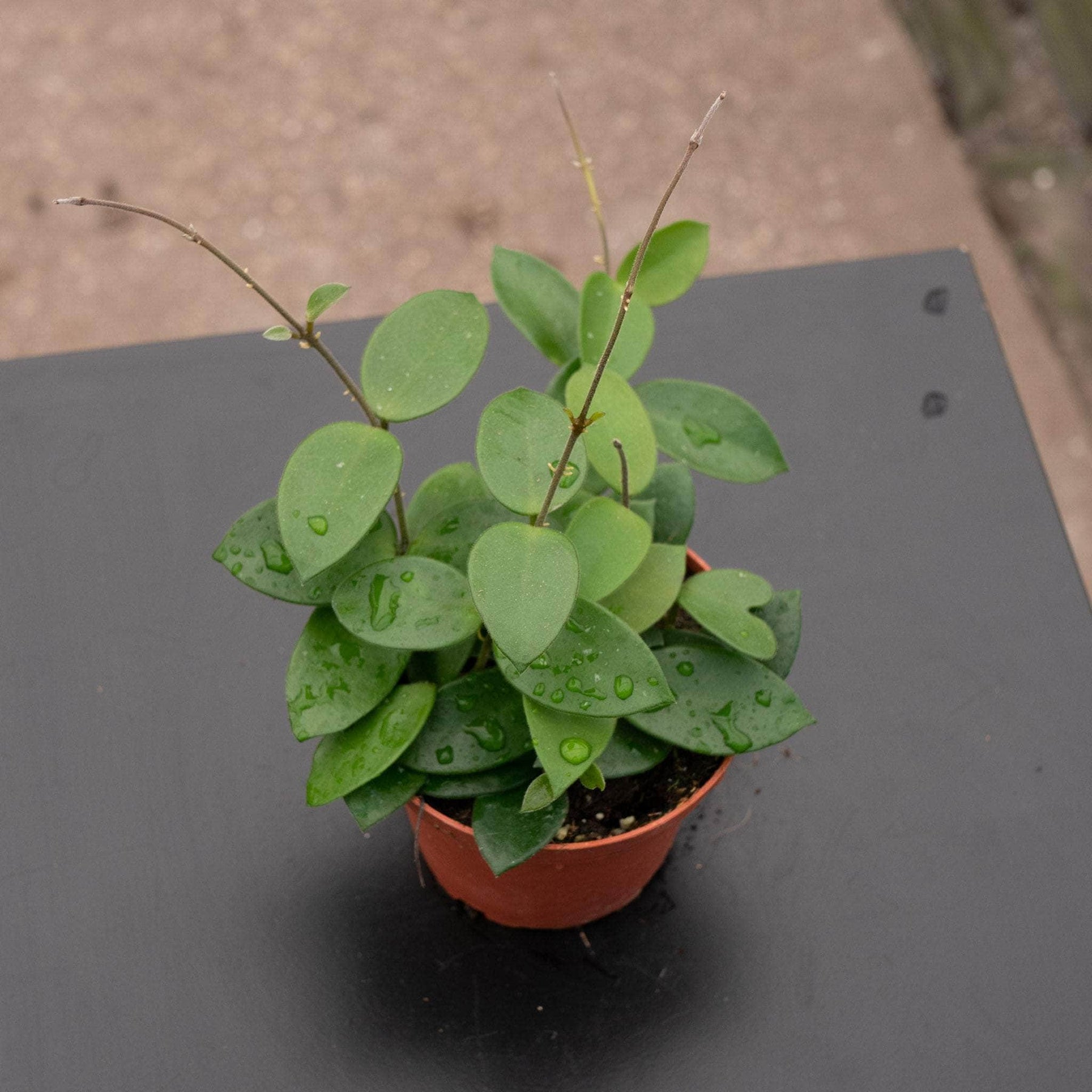 Hoya "Chouke" - Gabriella Plants