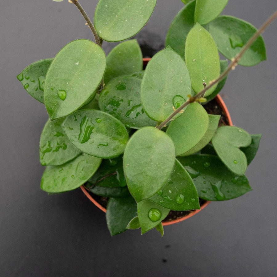 Hoya "Chouke" - Gabriella Plants