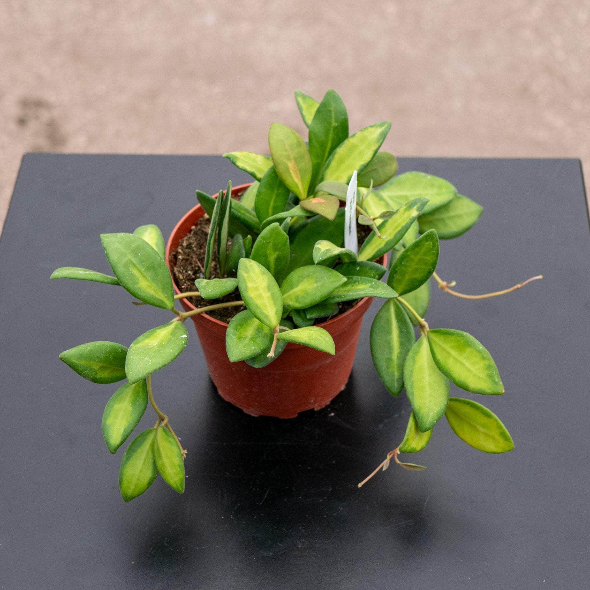 Hoya DS-70 'Variegata' - Gabriella Plants