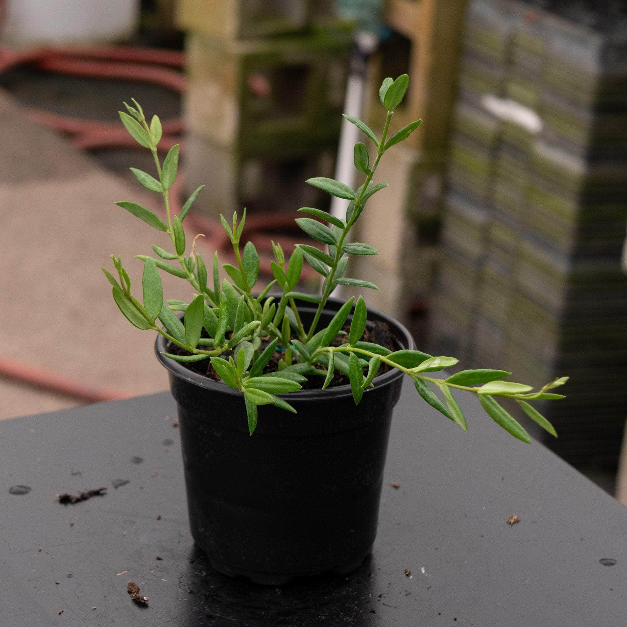 Hoya engleriana - Gabriella Plants