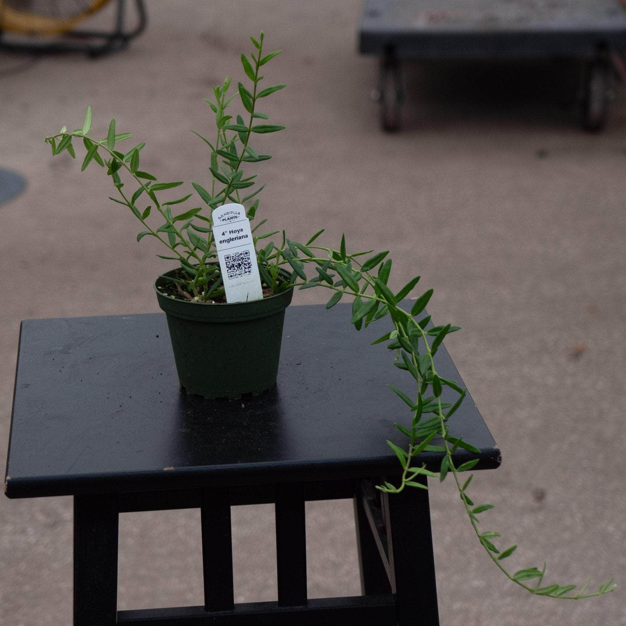 Hoya engleriana - Gabriella Plants