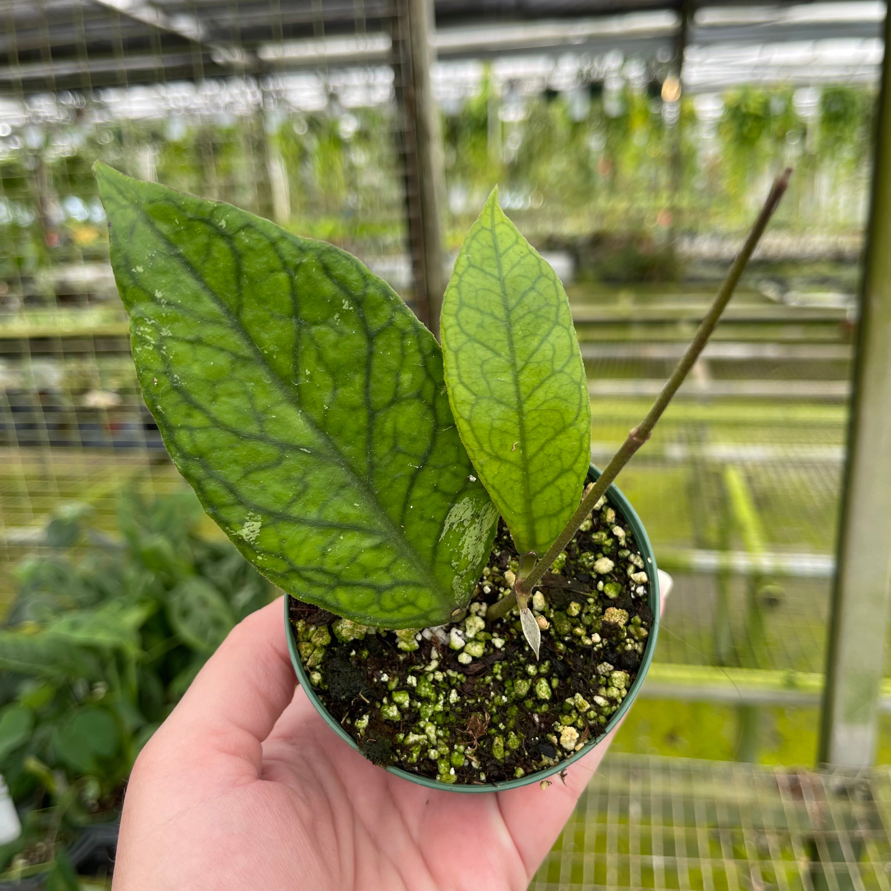 Hoya ‘Irina’ - Gabriella Plants