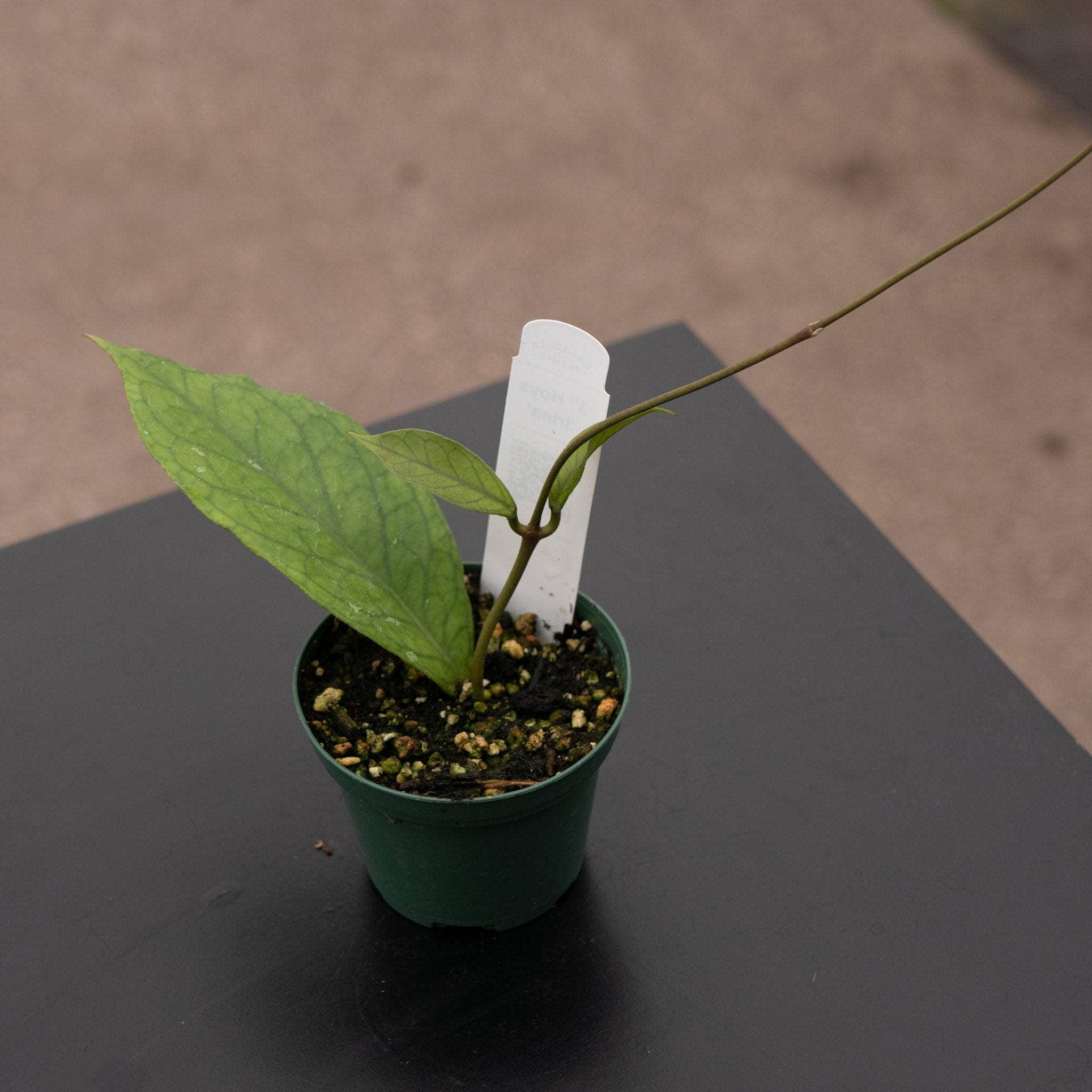 Hoya ‘Irina’ - Gabriella Plants